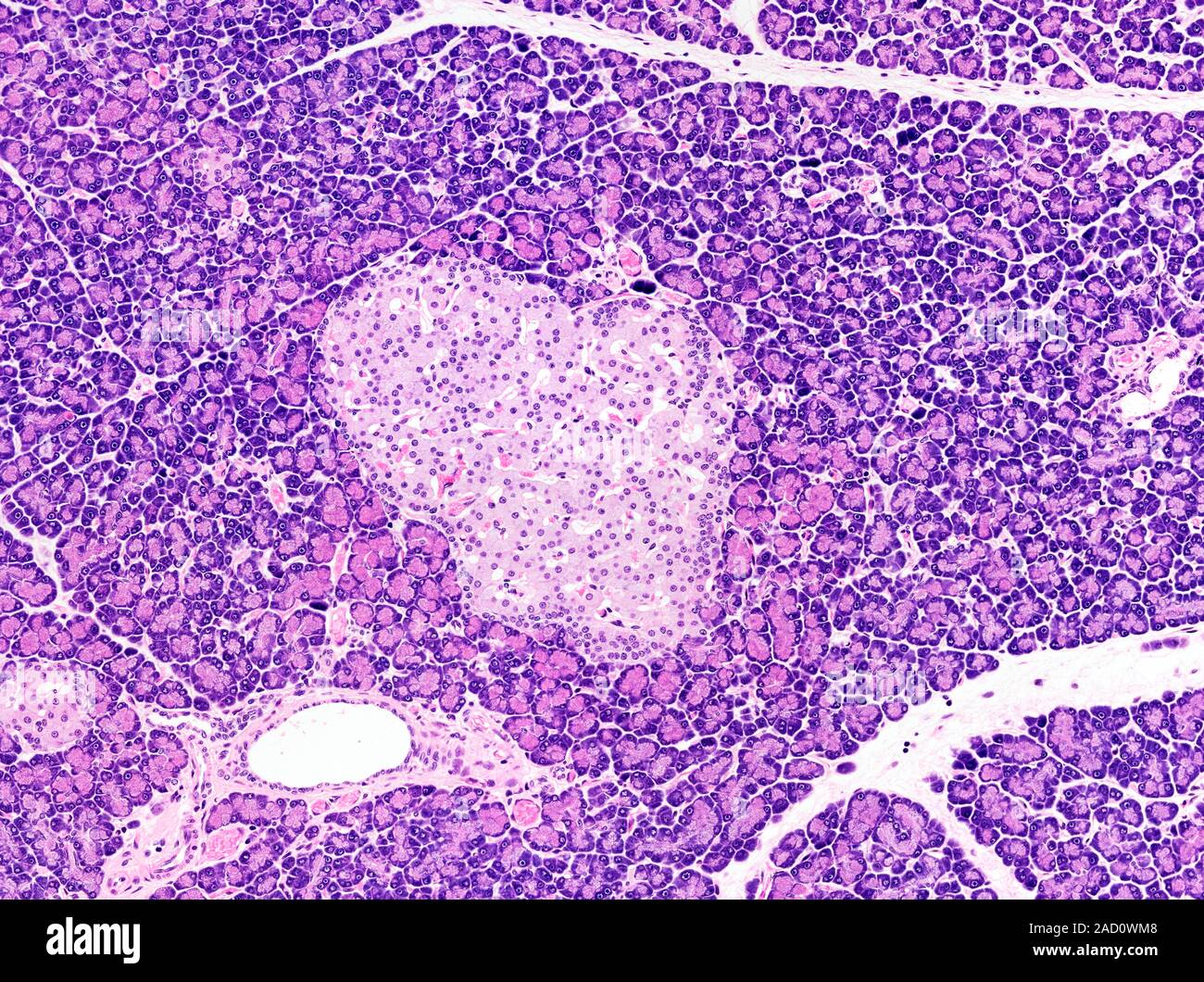 Light microscopy of the pancreas. Most (>95%) of the pancreas is ...