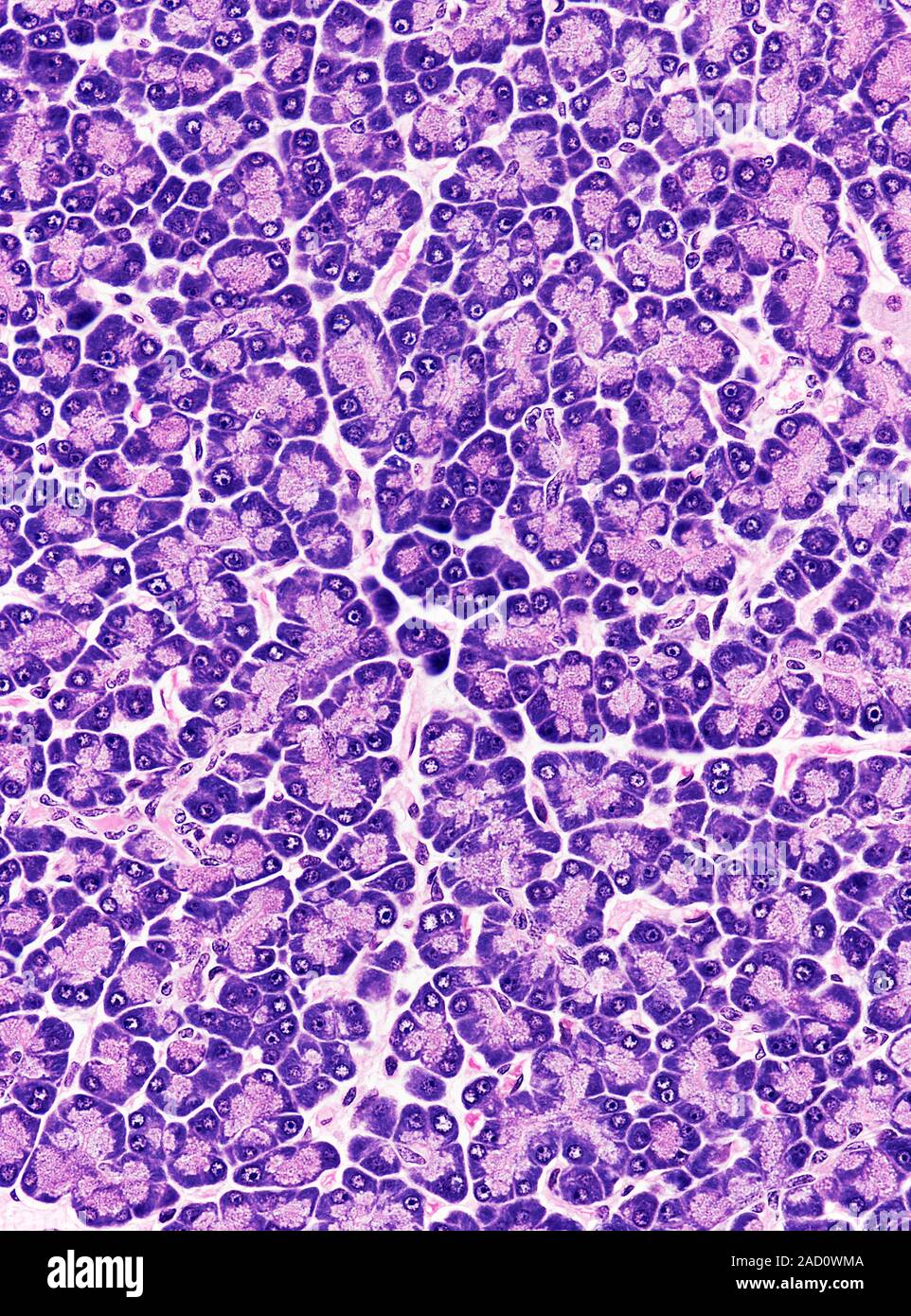 Light microscopy of the pancreas. Most (>95%) of the pancreas is ...
