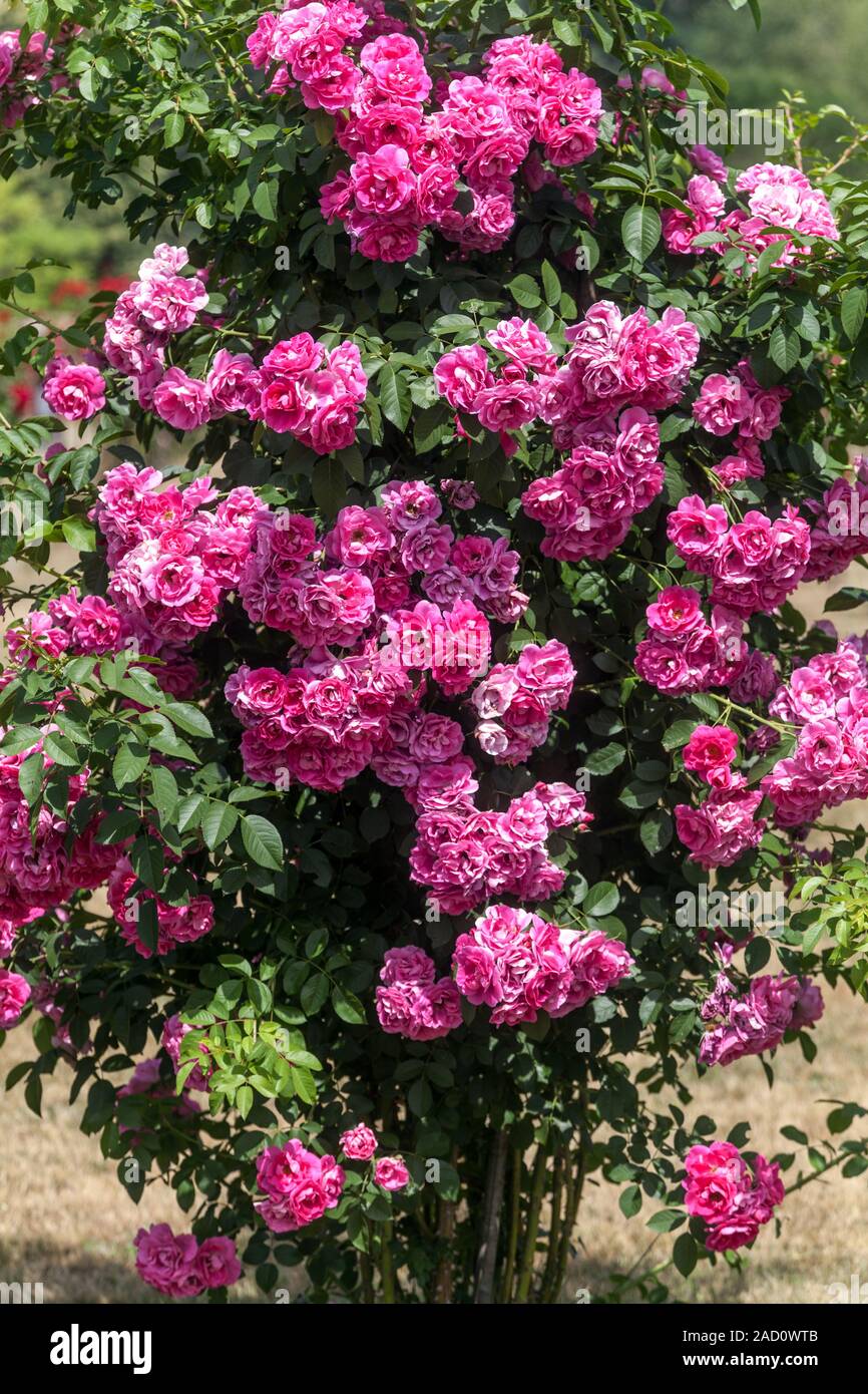 Rose pink flowers hi-res stock photography and images - Alamy
