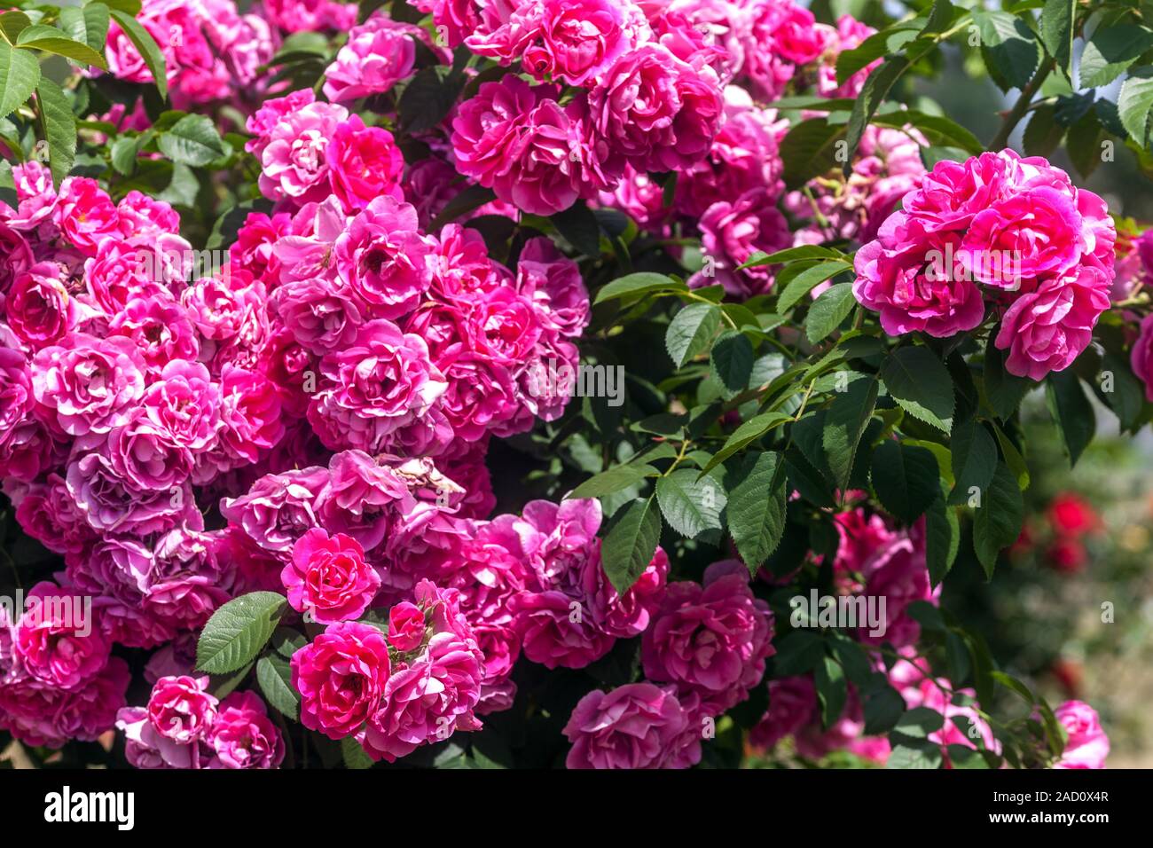 Pink climbing roses Rosa flowers Stock Photo - Alamy