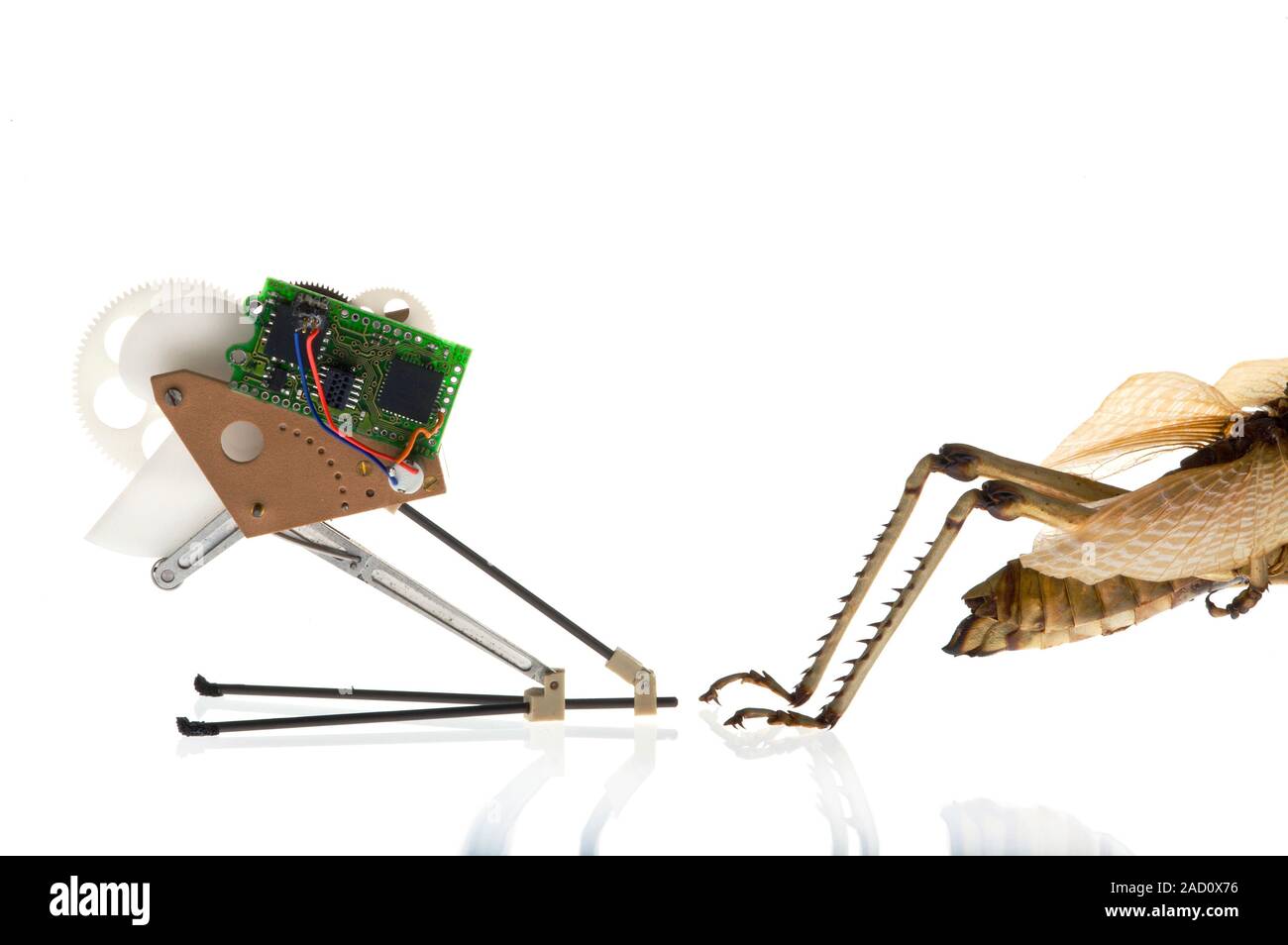Locust jumping robot. This robot, designed at the Ecole Polytechnique ...
