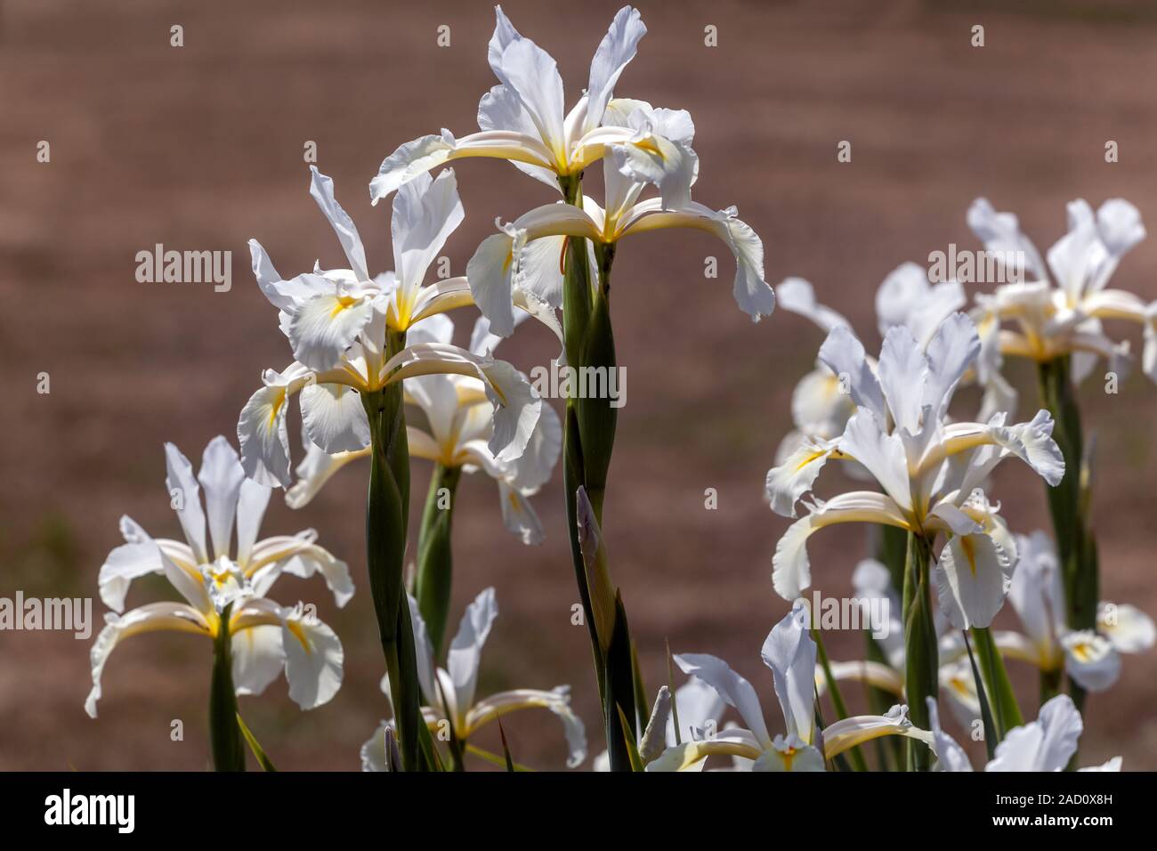 Spuria irises hi-res stock photography and images - Alamy