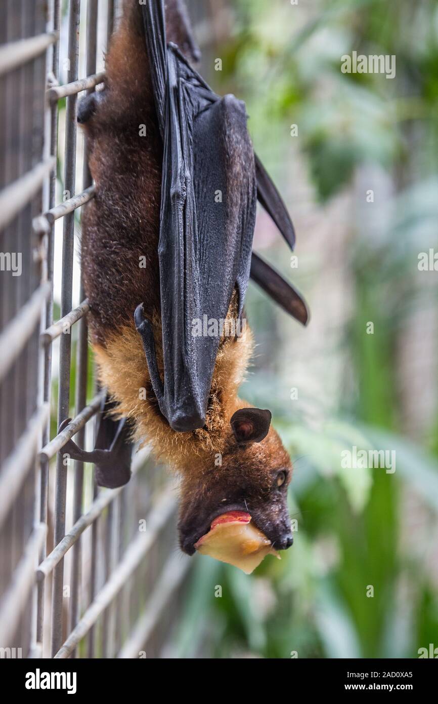 Flying fox baby hi-res stock photography and images - Alamy
