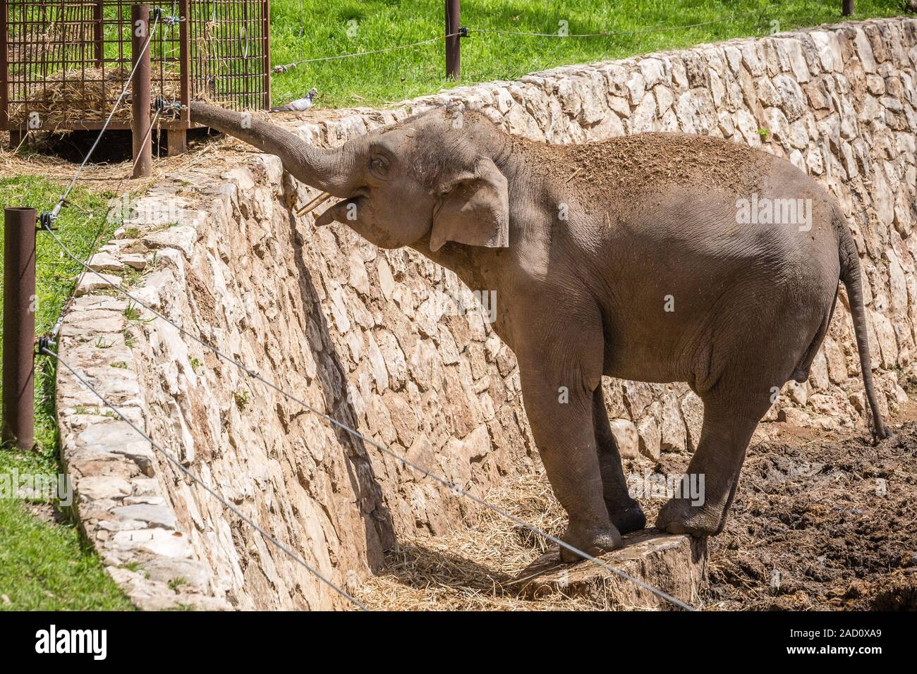 A cute elephant is balancing on a stone and with its trunk pulls grass ...