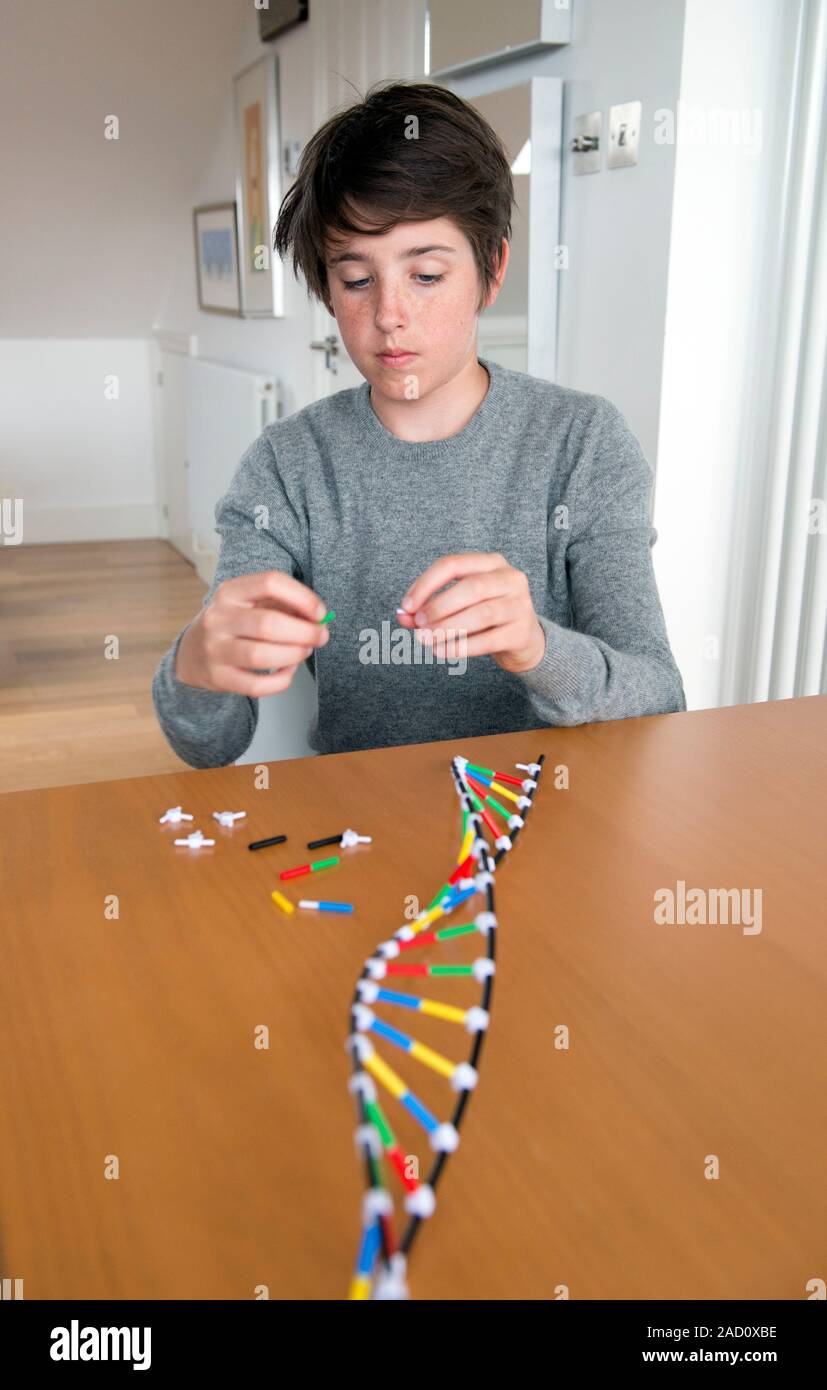 Teenager building DNA model. Teenage boy at home using chemical ...