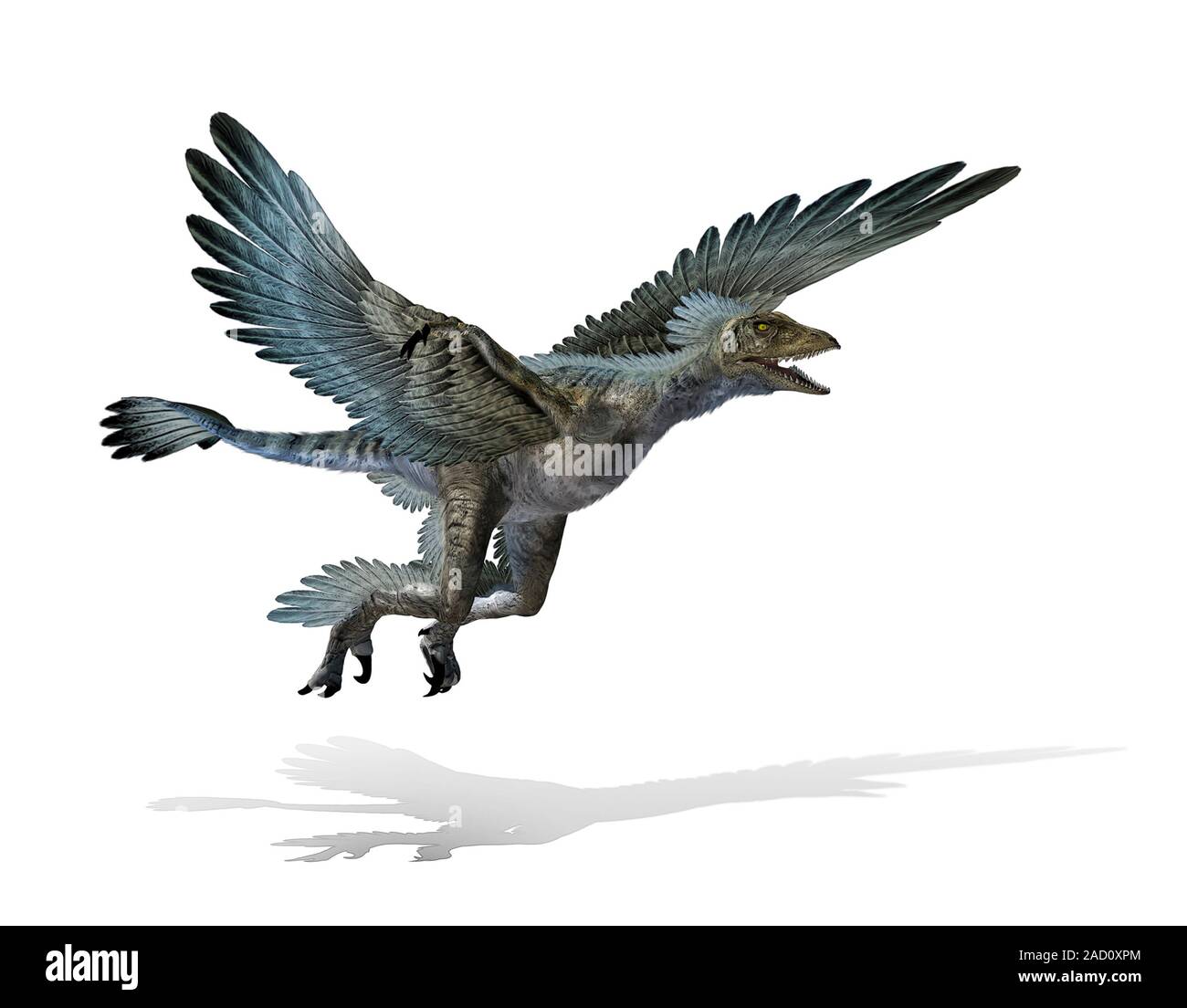 Microraptor dinosaur. Computer illustration of a Microraptor dinosaur ...