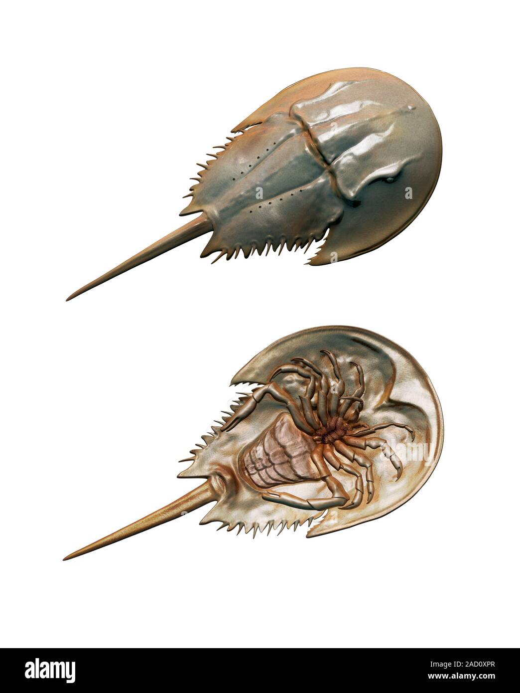 Xiphosuran. Illustration of the dorsal (top) and ventral (bottom) views ...