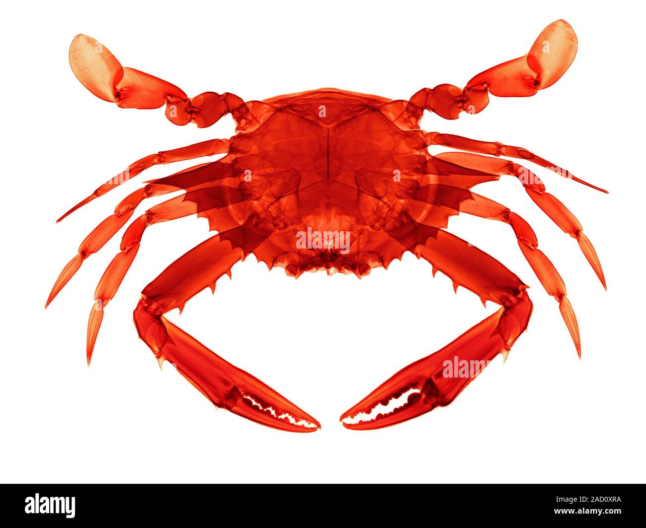 mud crab (Scylla serrata), coloured X-ray Stock Photo - Alamy