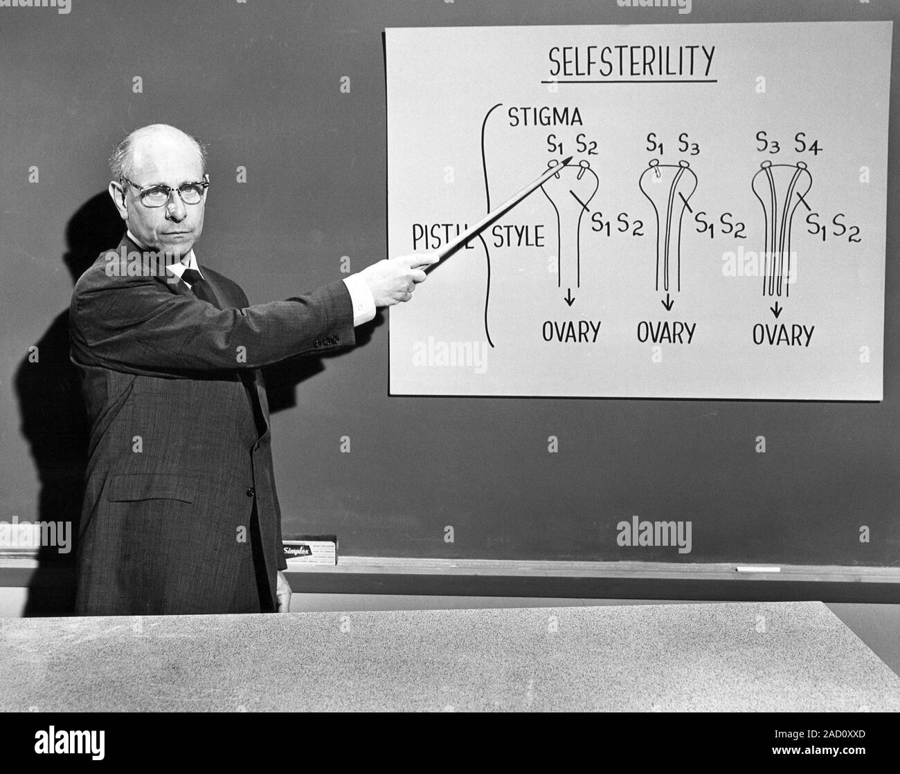Stern lectures on self-sterility. German-US geneticist Curt Jacob Stern ...