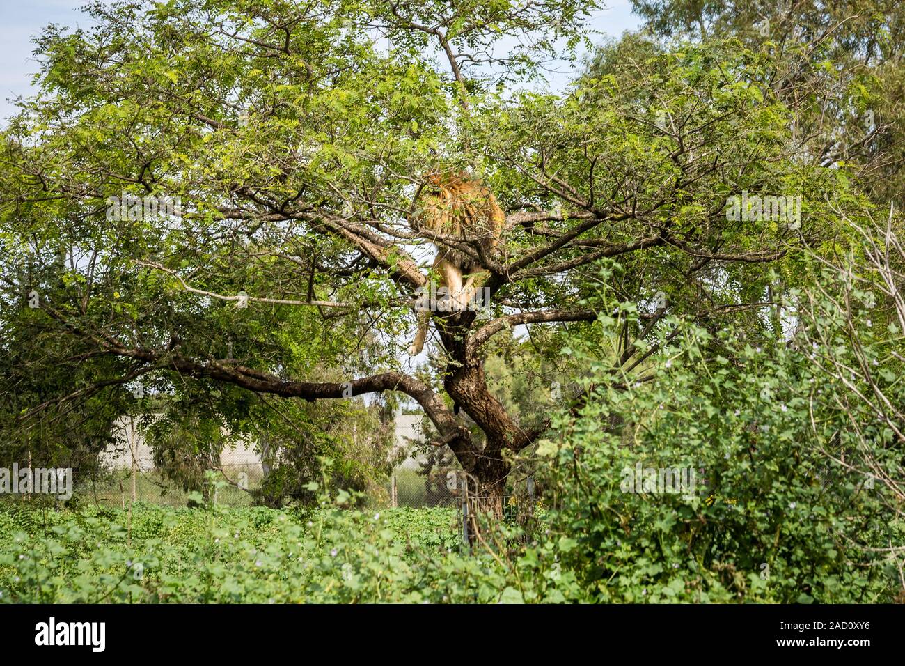 Female lion standing in tree hi-res stock photography and images - Alamy