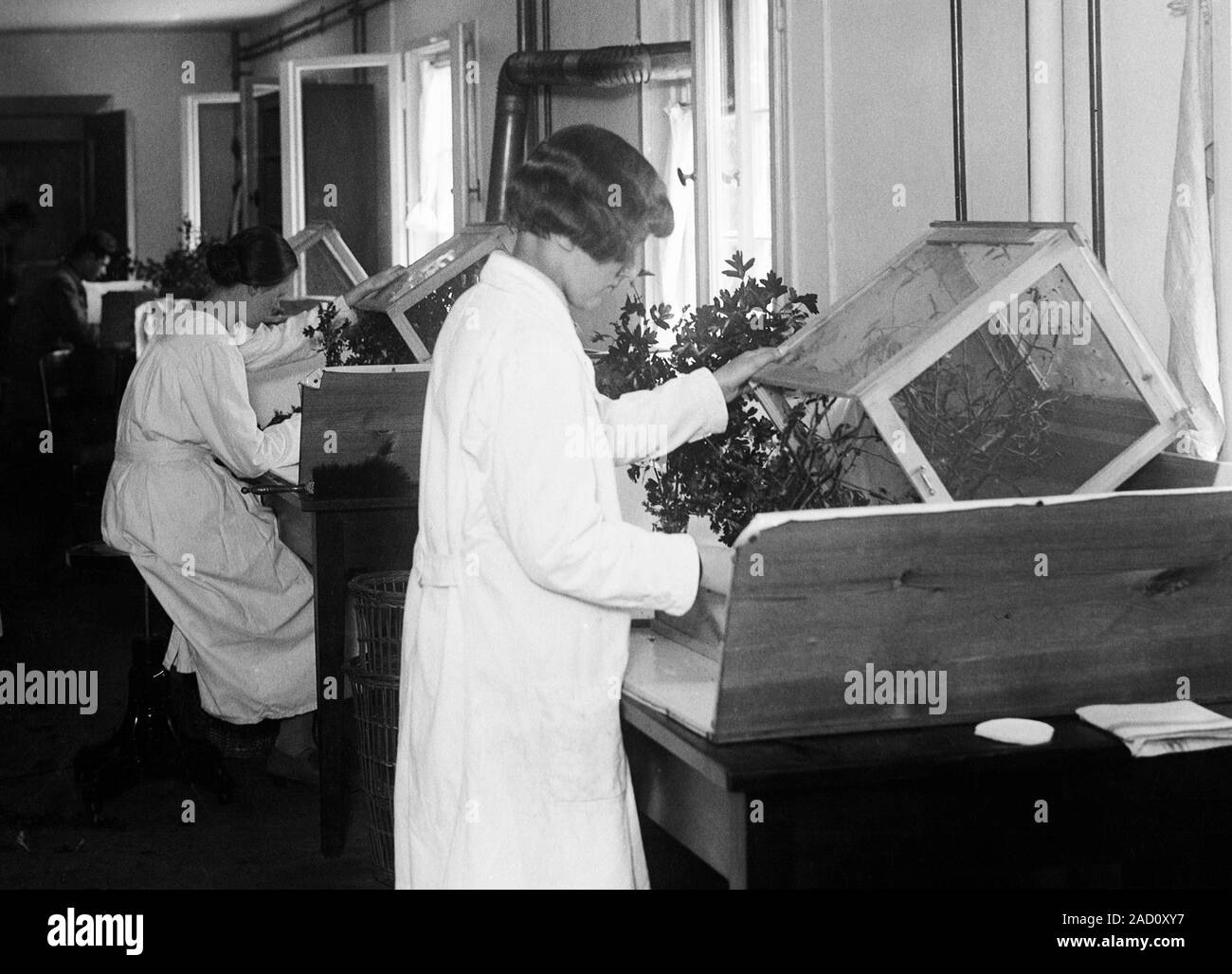 Genetics research, circa 1920s. Female researchers working at specimen ...