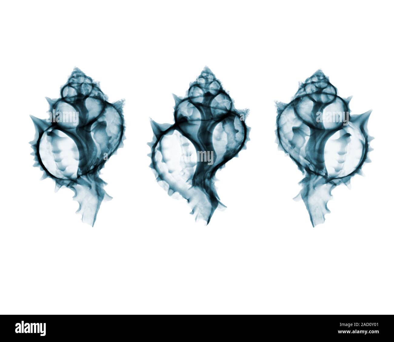 Shells, coloured X-ray Stock Photo - Alamy