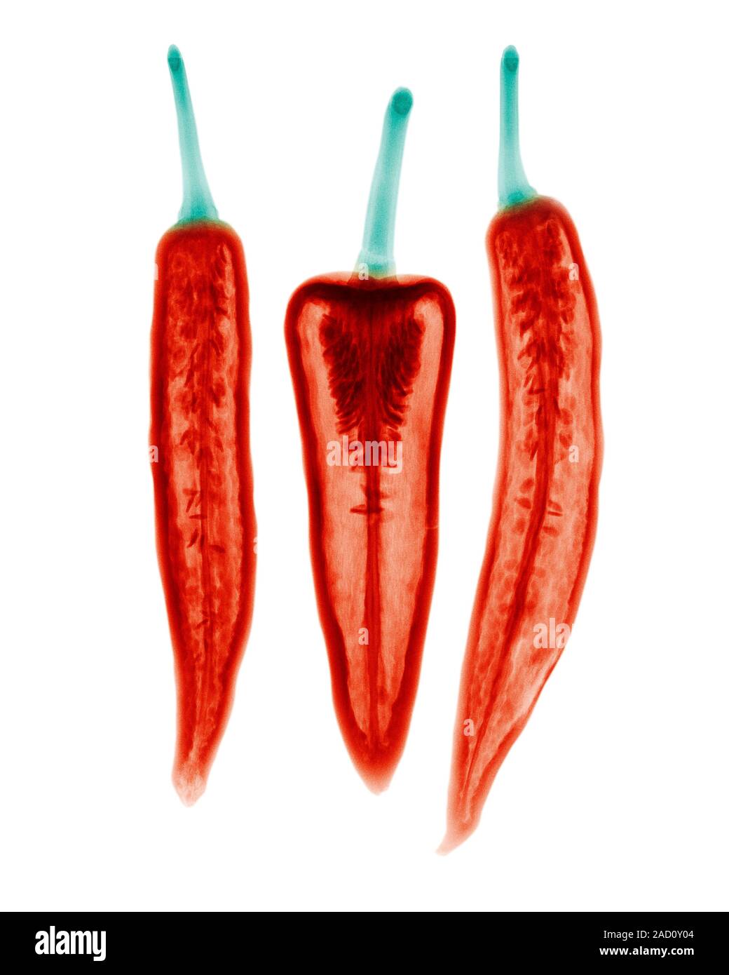 Chilli peppers, coloured X-ray Stock Photo - Alamy