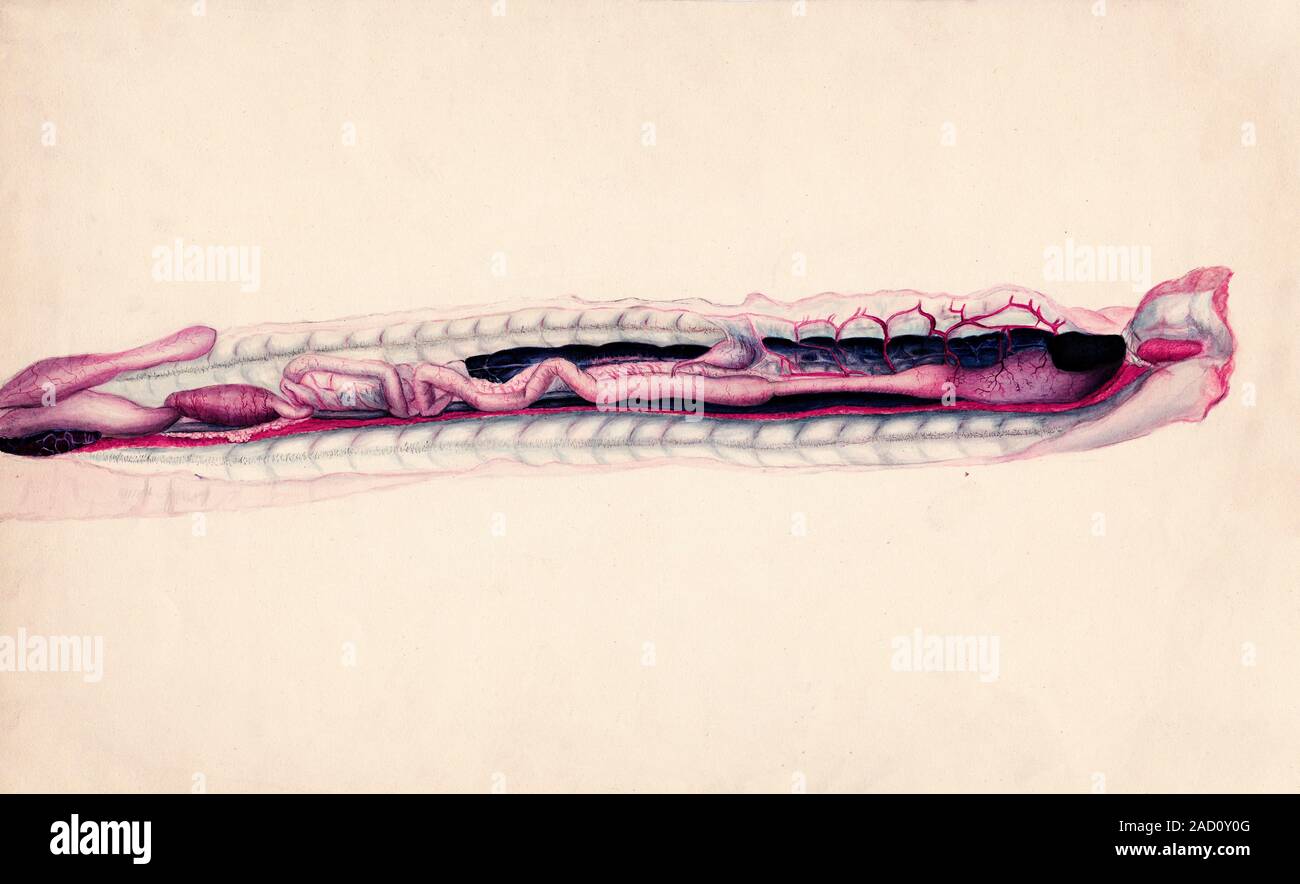 Rattlesnake entrails. Watercolour illustrating the internal anatomy and ...