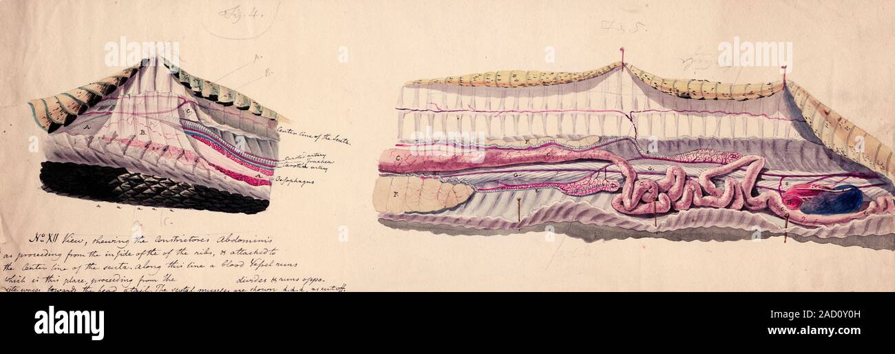 Rattlesnake stomach. Watercolour illustrating the internal anatomy and ...
