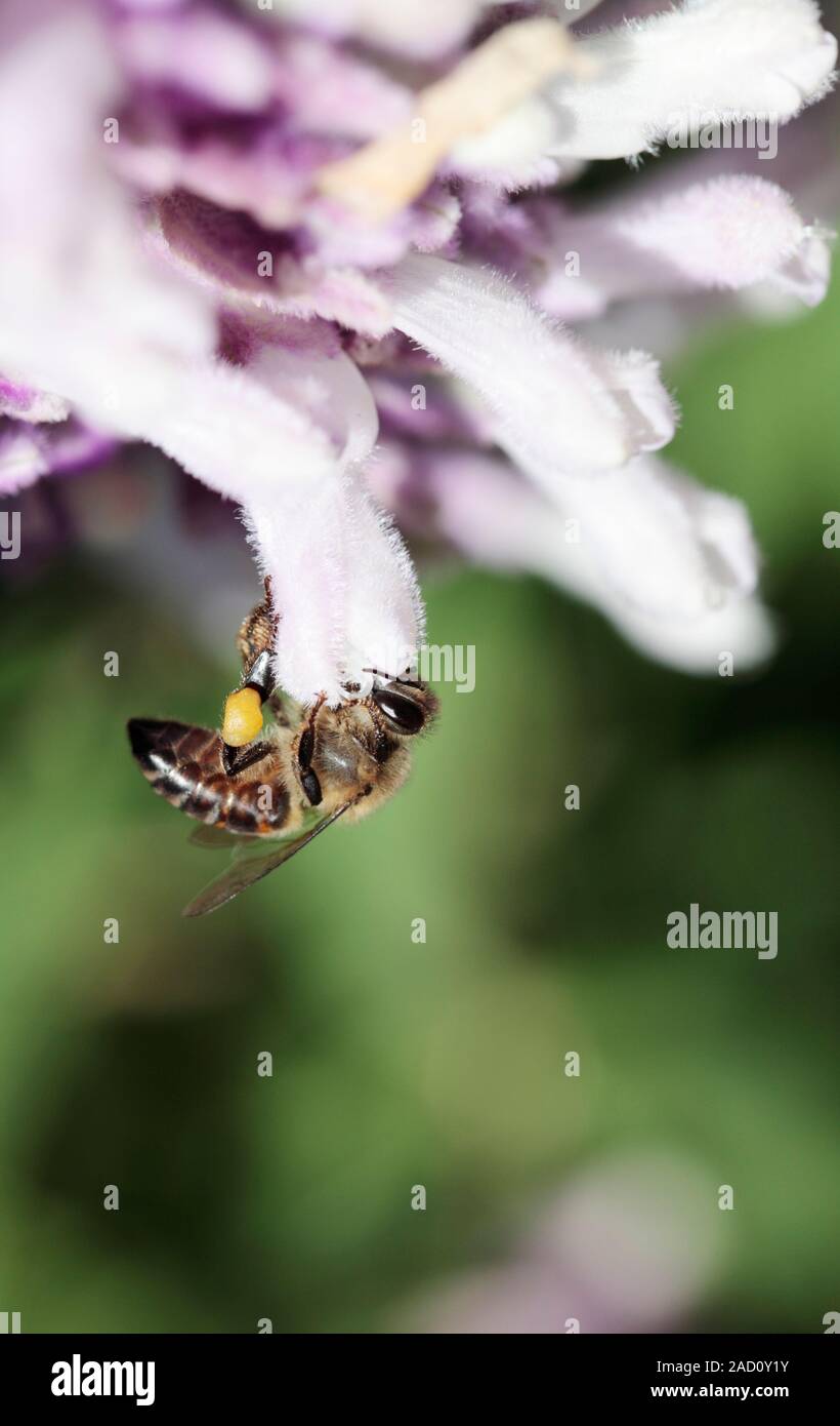 Cape Honey Bee (Apis mellifera capensis) foraging on Mexican bush sage ...