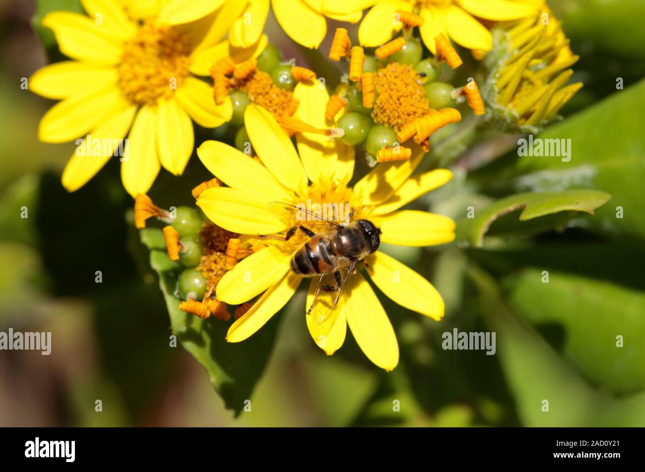 Drone fly (Eristalis tenax) on coastal ragwort (Senecio littoreus). The ...