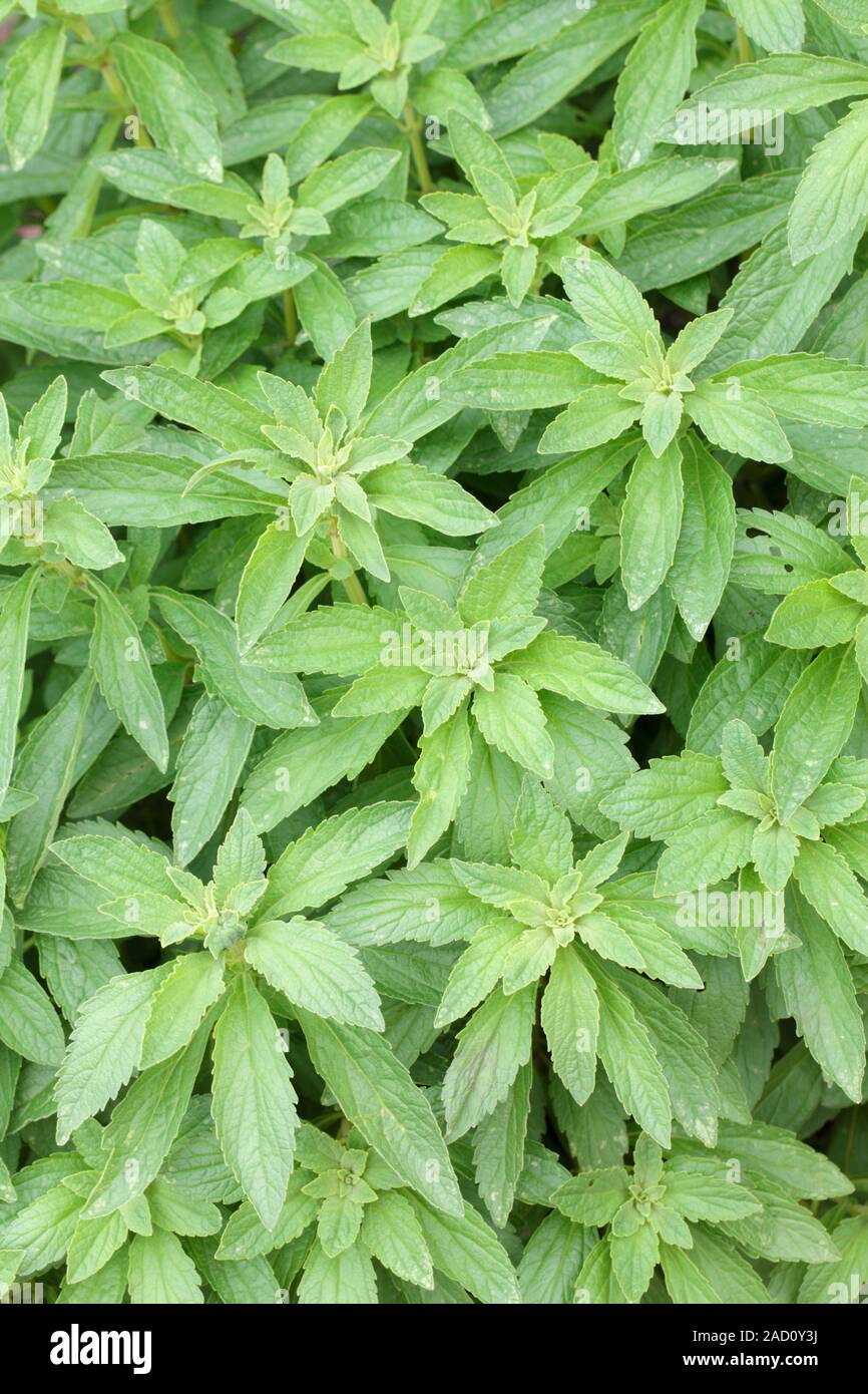 Foliage of the prickly sage bush (Pycnostachys reticulata). This plant ...