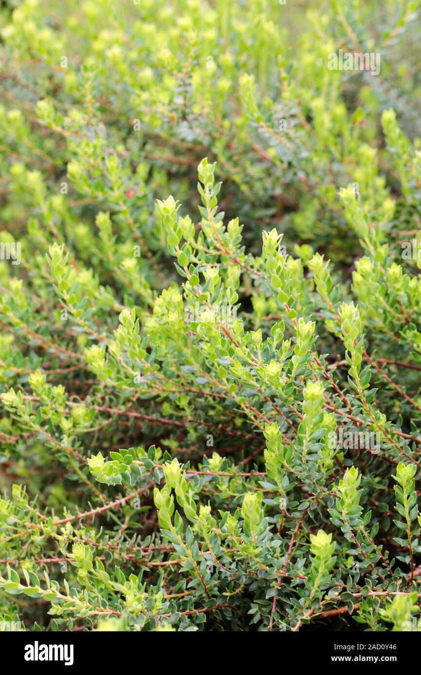 Foliage of false buchu (Agathosma ovata). This plant, a native of South ...
