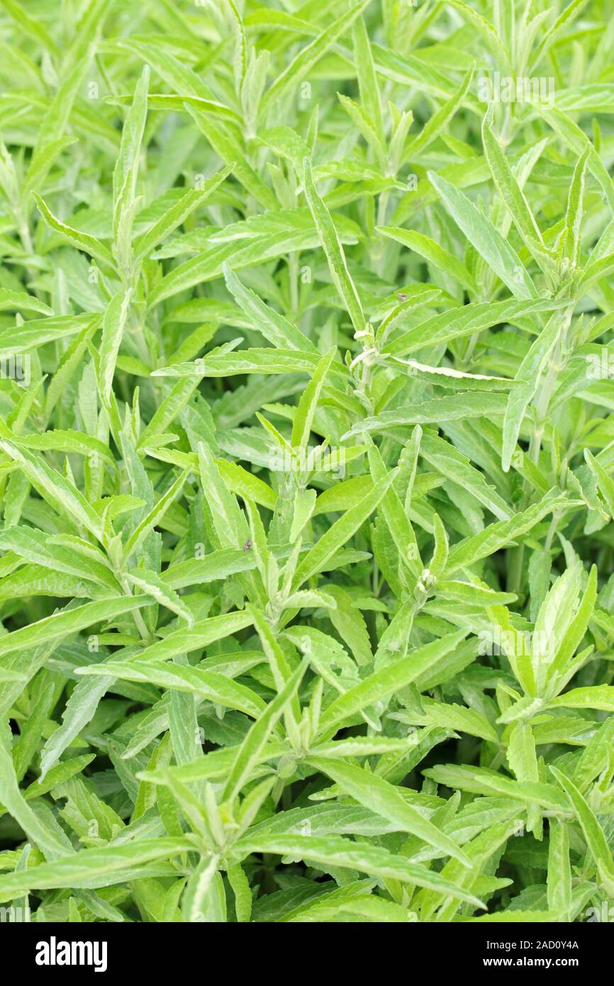Foliage of lion's Ear (Leonotis leonurus). Also known as lion's tail ...