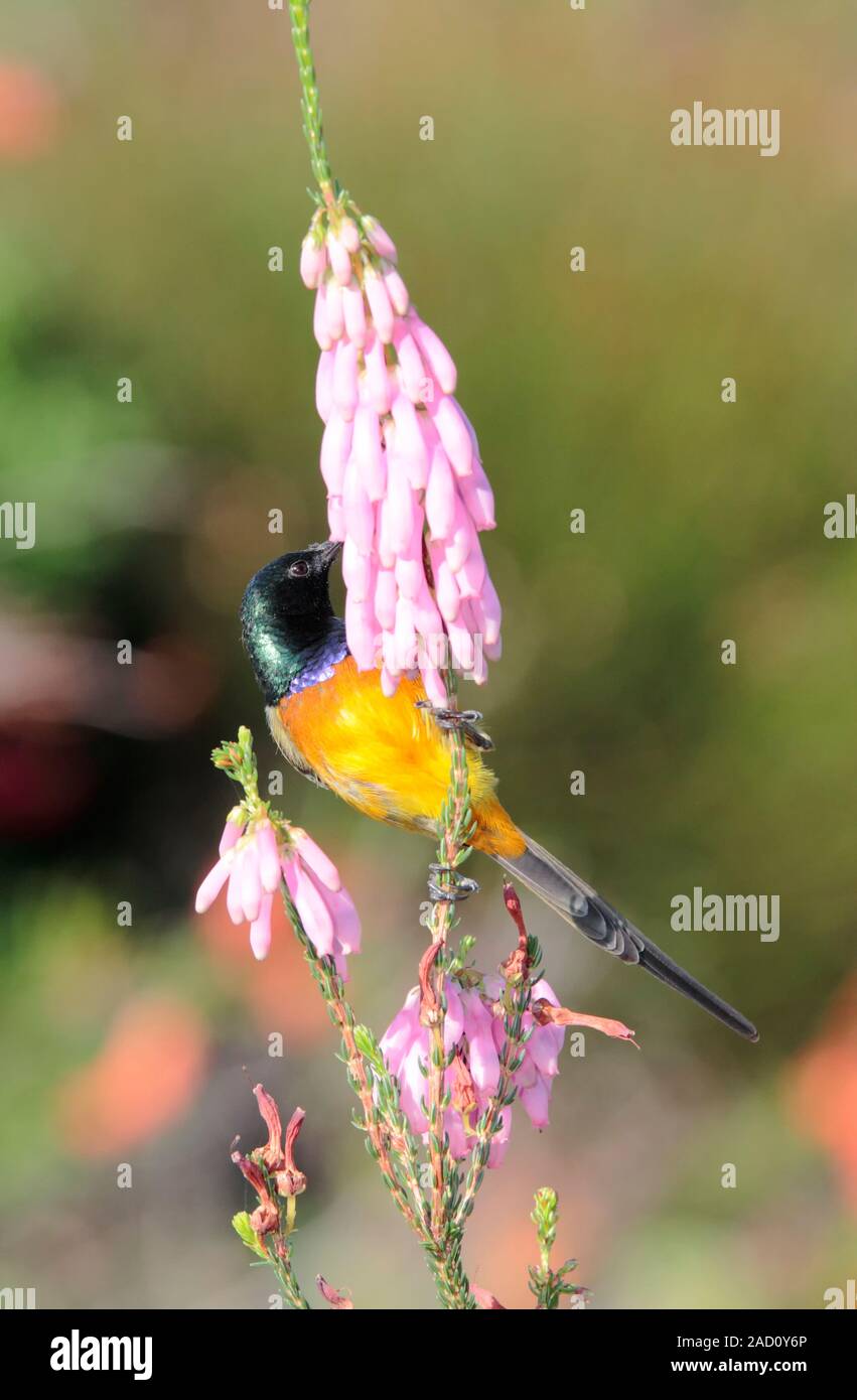 Orange-breasted sunbird (Anthobaphes violacea) on fynbos heather flower ...