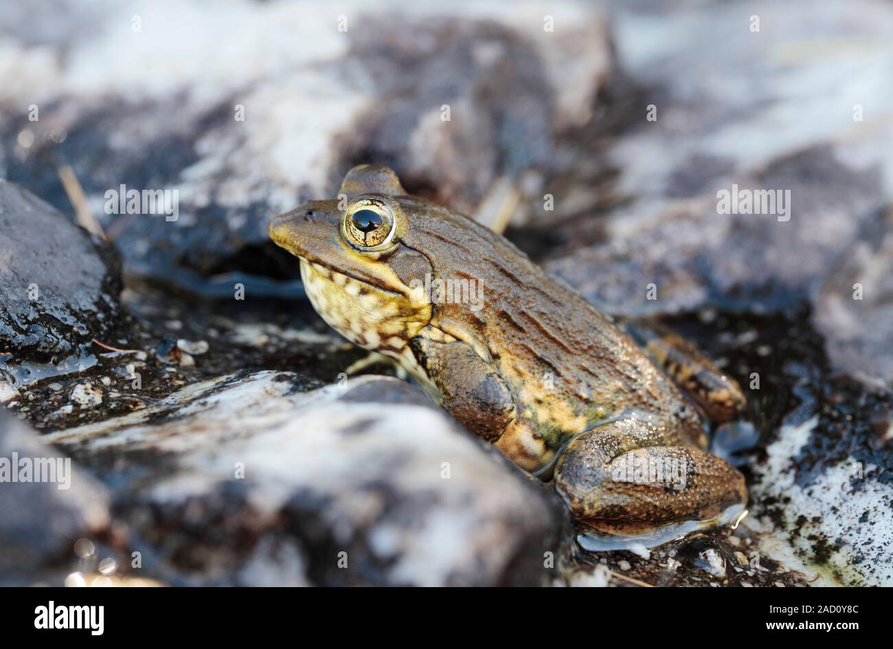 Cape river frog (Amietia fuscigula) sitting on a rock in a stream. This ...