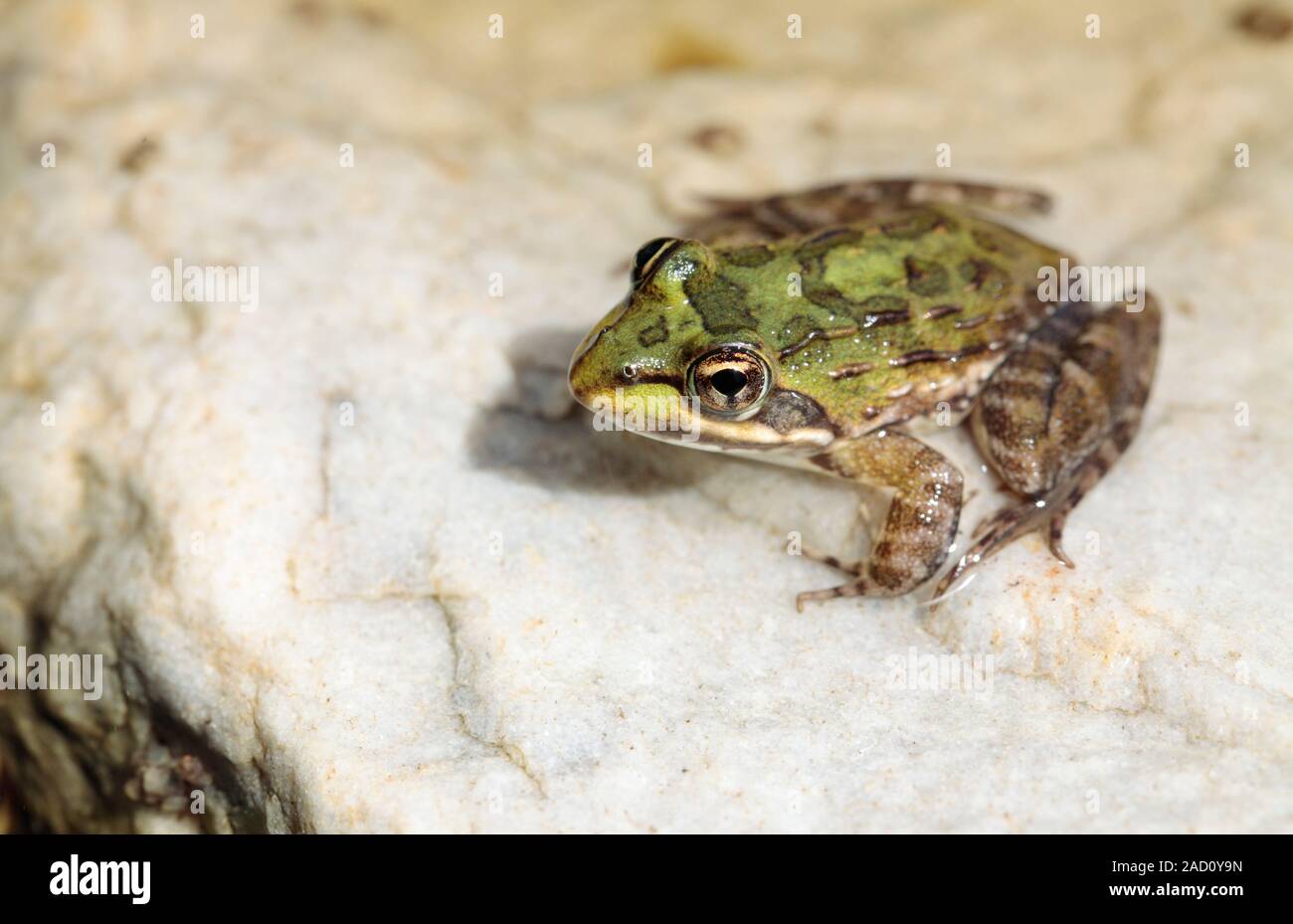 Cape river frog (Amietia fuscigula) sitting on a rock. This frog is ...