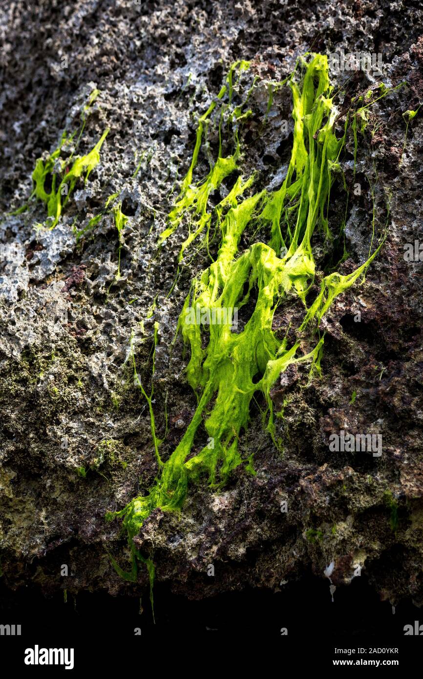 Algae texture hi-res stock photography and images - Alamy