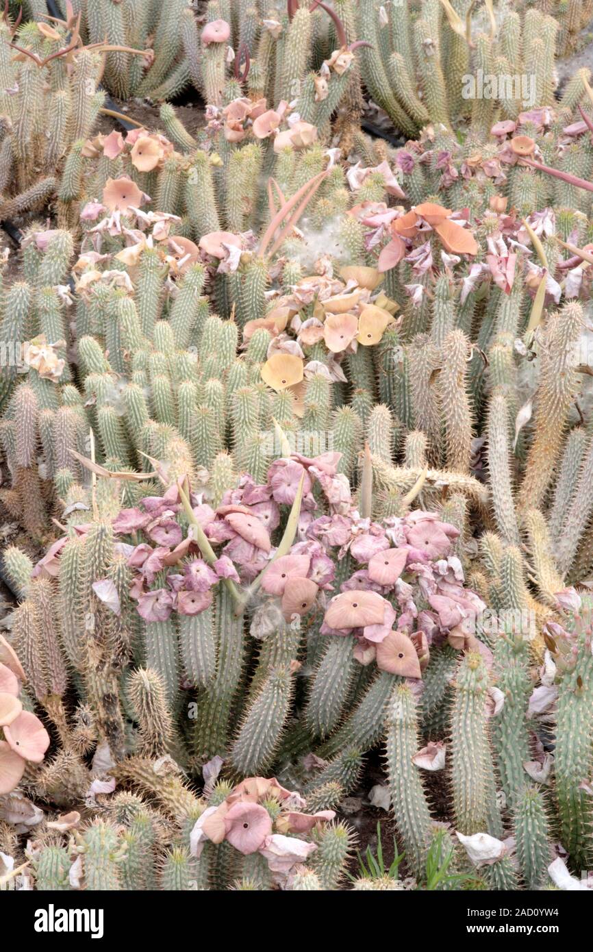 Hoodia gordonii succulent plants in flower. Photographed in Robertson ...