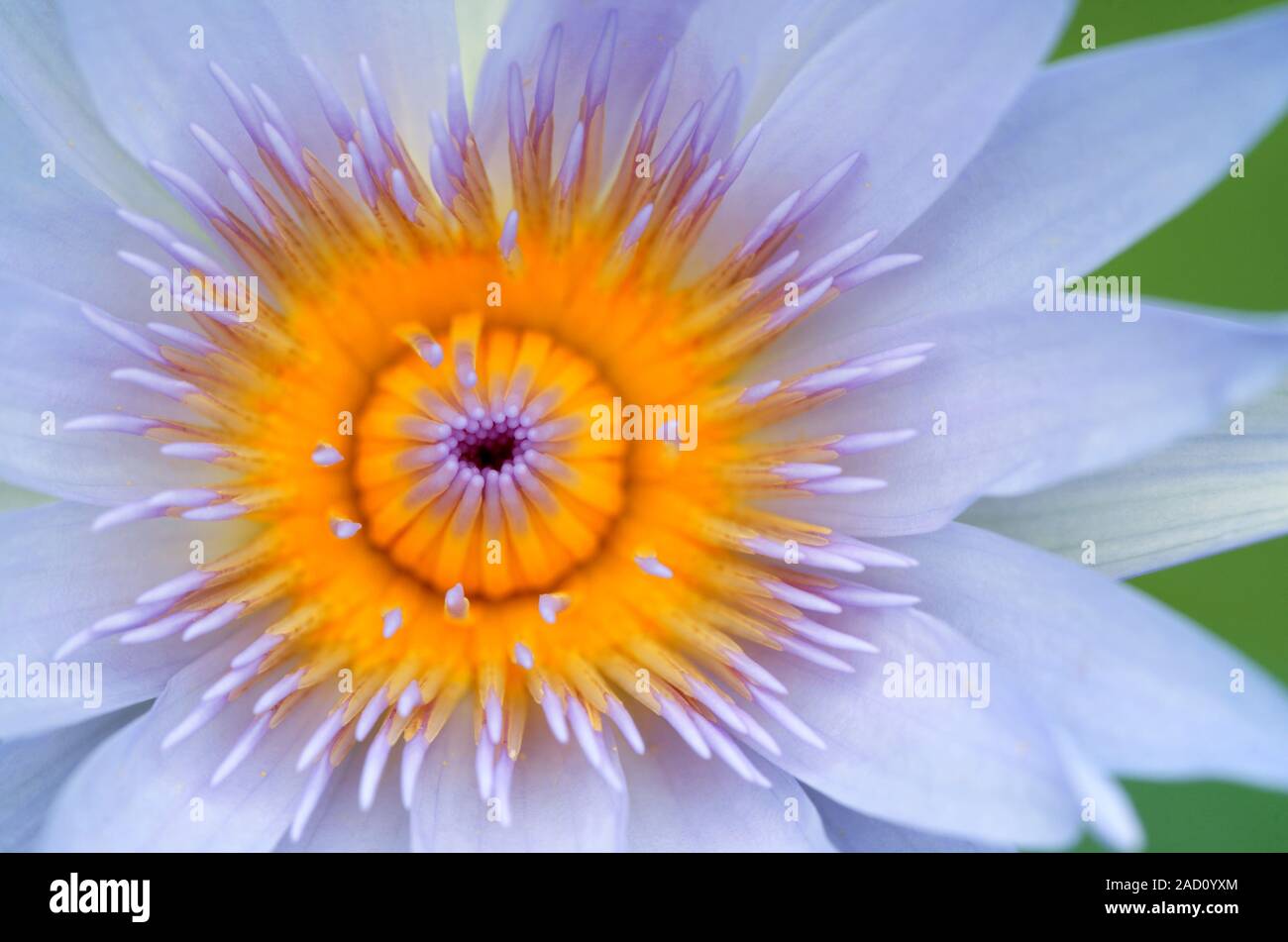 Cape blue water lily (Nymphaea capensis) flower. Photographed in Durban ...