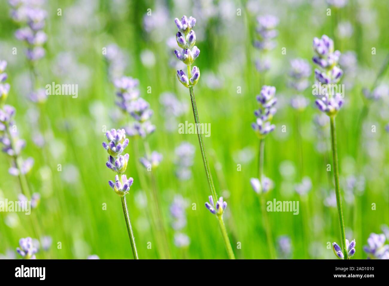 English lavender (Lavandula angustifolia 'Dwarf Blue') in flower ...