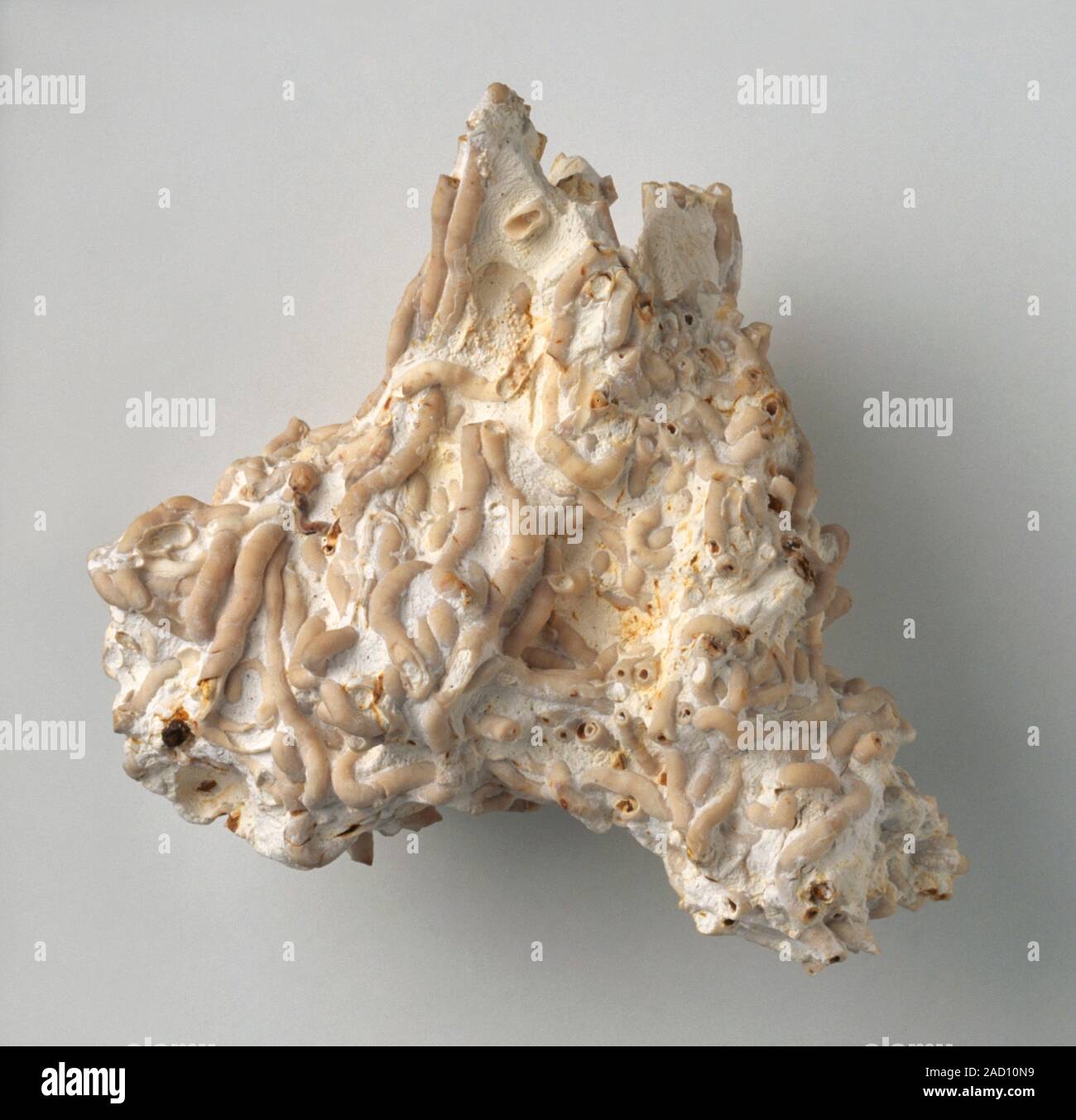 Glomerula (Serpulid worms), fossilised on rock, early Jurassic ...