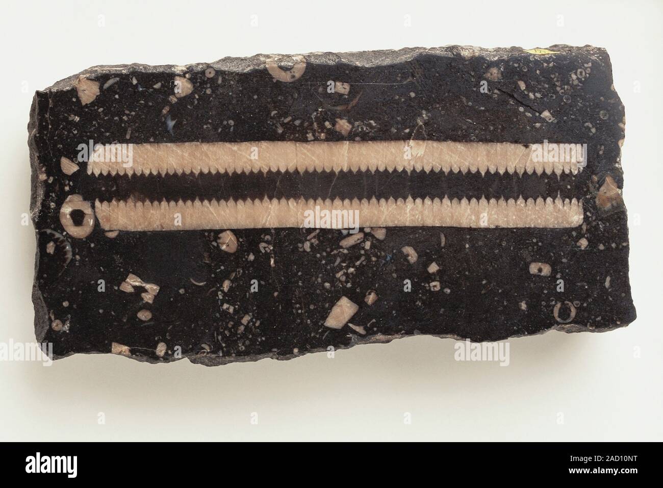 Black carboniferous limestone showing crinoid stem Stock Photo - Alamy