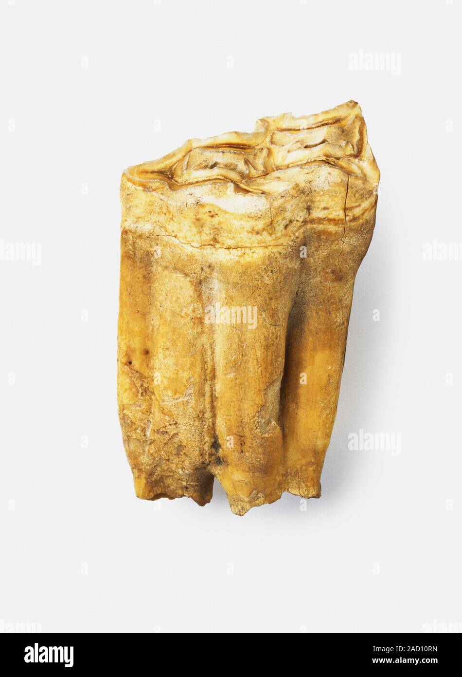 Fossilized horse tooth Stock Photo - Alamy