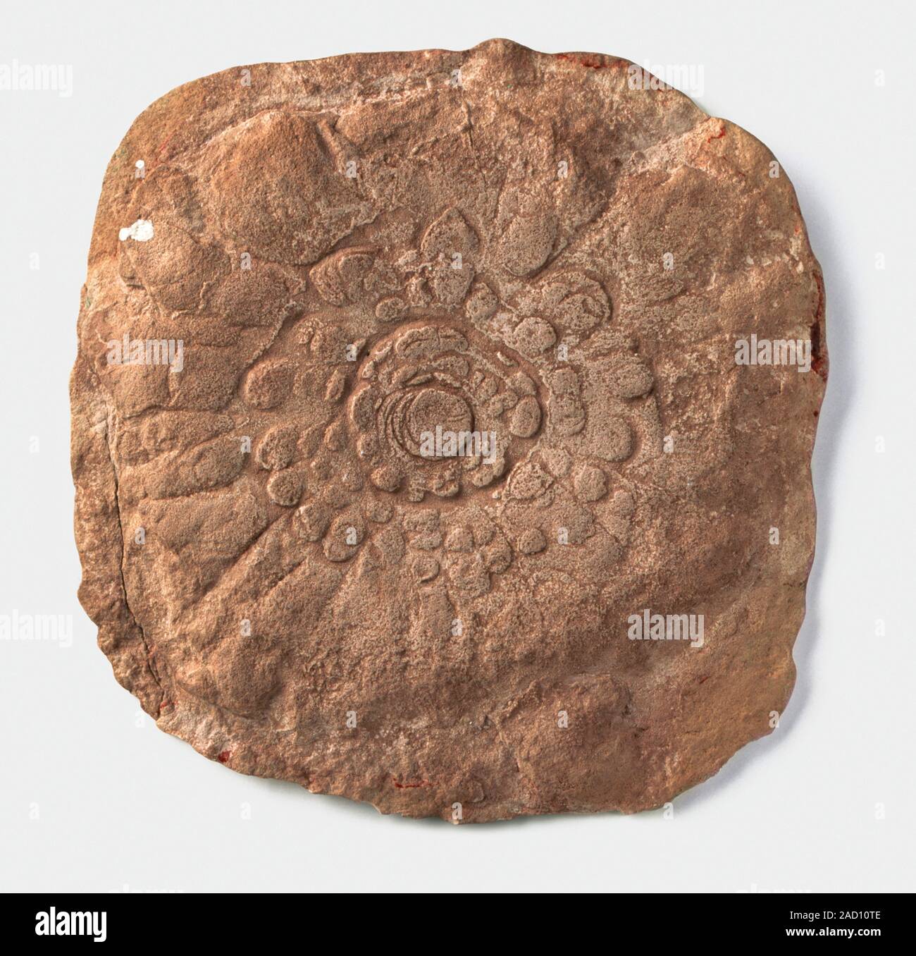 Mawsonites (Trace fossil), petal-like impression in sandstone, late ...