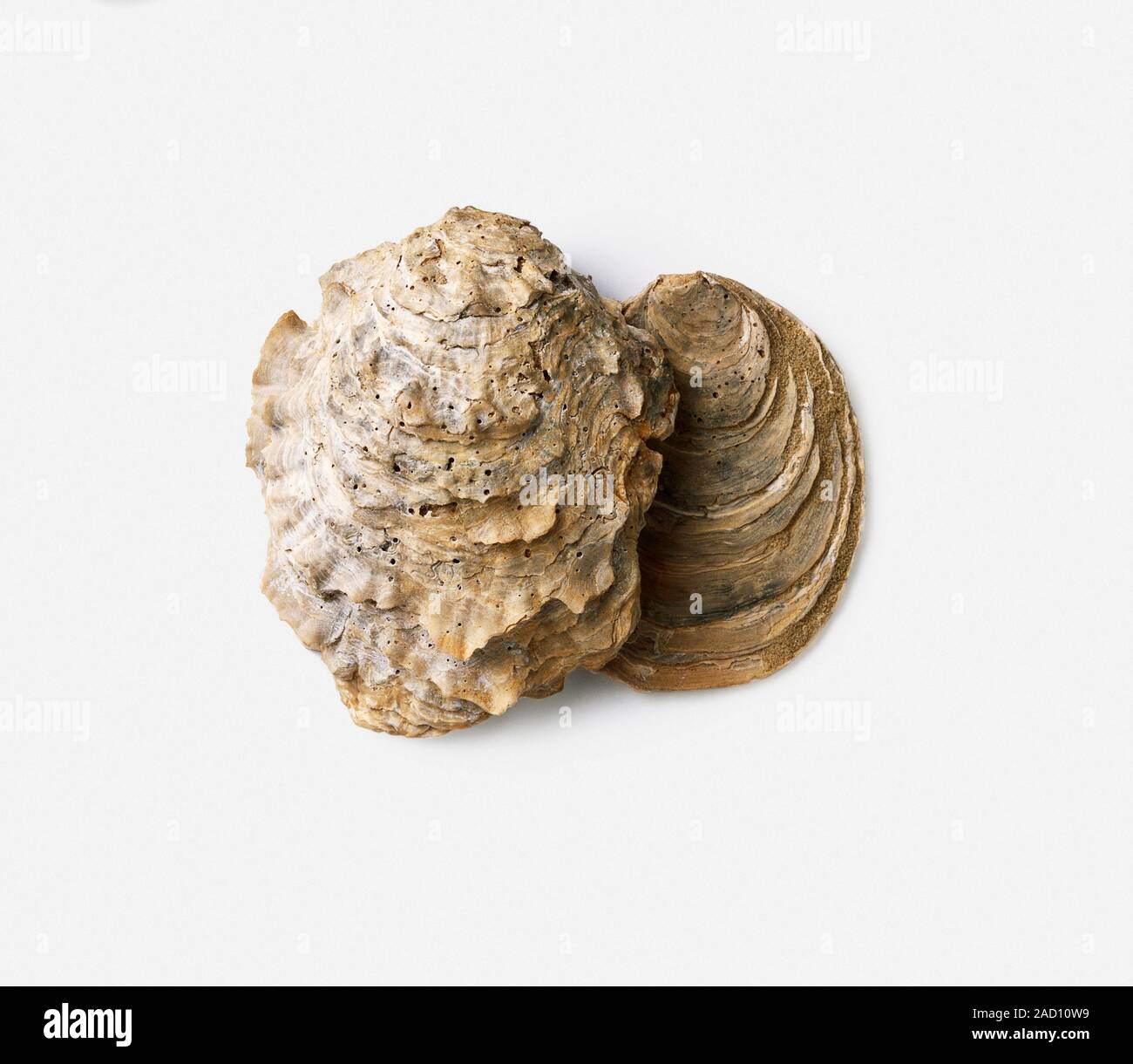 Fossilised shells of Ostrea compressirostra (Oyster), Miocene era Stock ...
