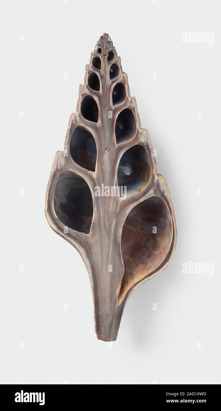 Cross-section through fossilised Clavithes shell (a type of sea snail ...