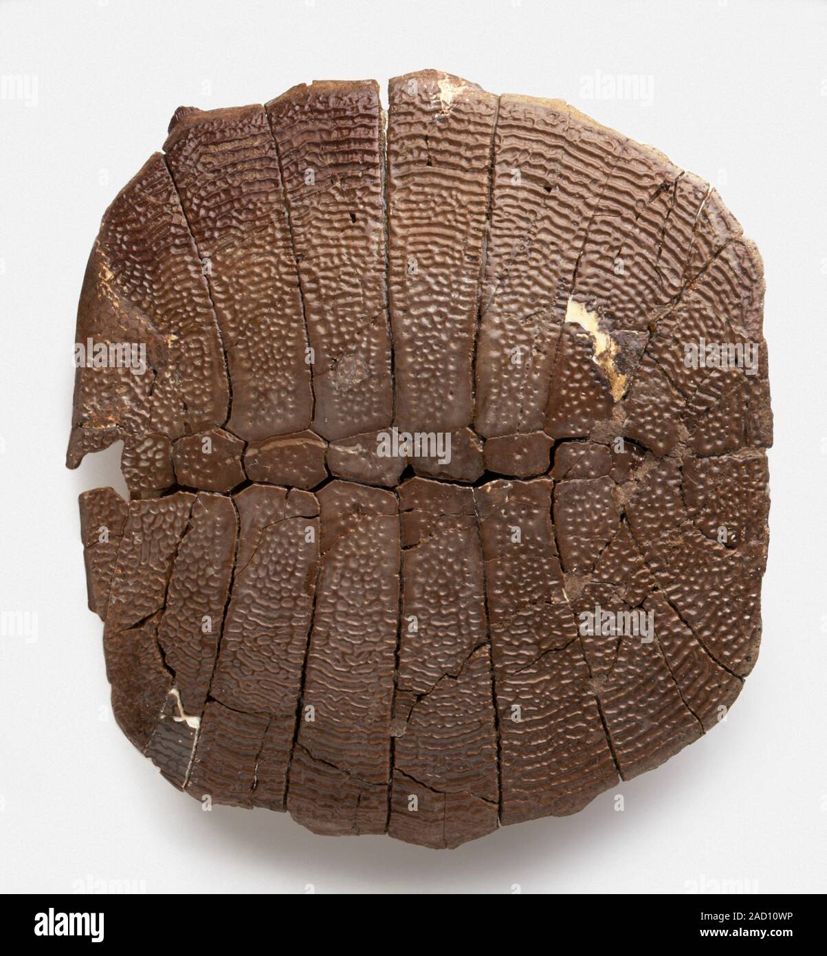 Trionyx (Mud turtle), a type of anapsid reptile, fossilised remains of ...