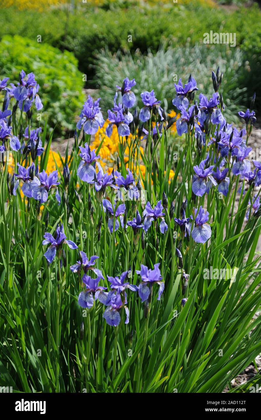 Iris missouriensis, Syn. Iris montana, Rocky-Mountain-iris, Western ...