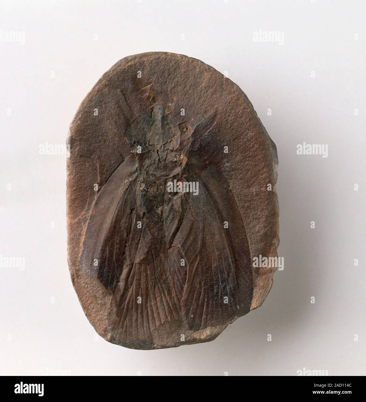Fossilised cockroach (Archimylacris Eggintoni Stock Photo - Alamy