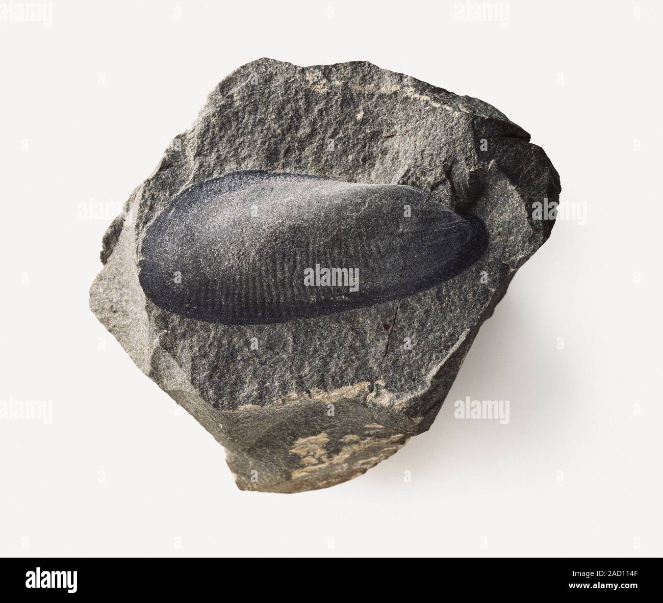 Whiteavesia bivalve mollusk fossil Stock Photo - Alamy