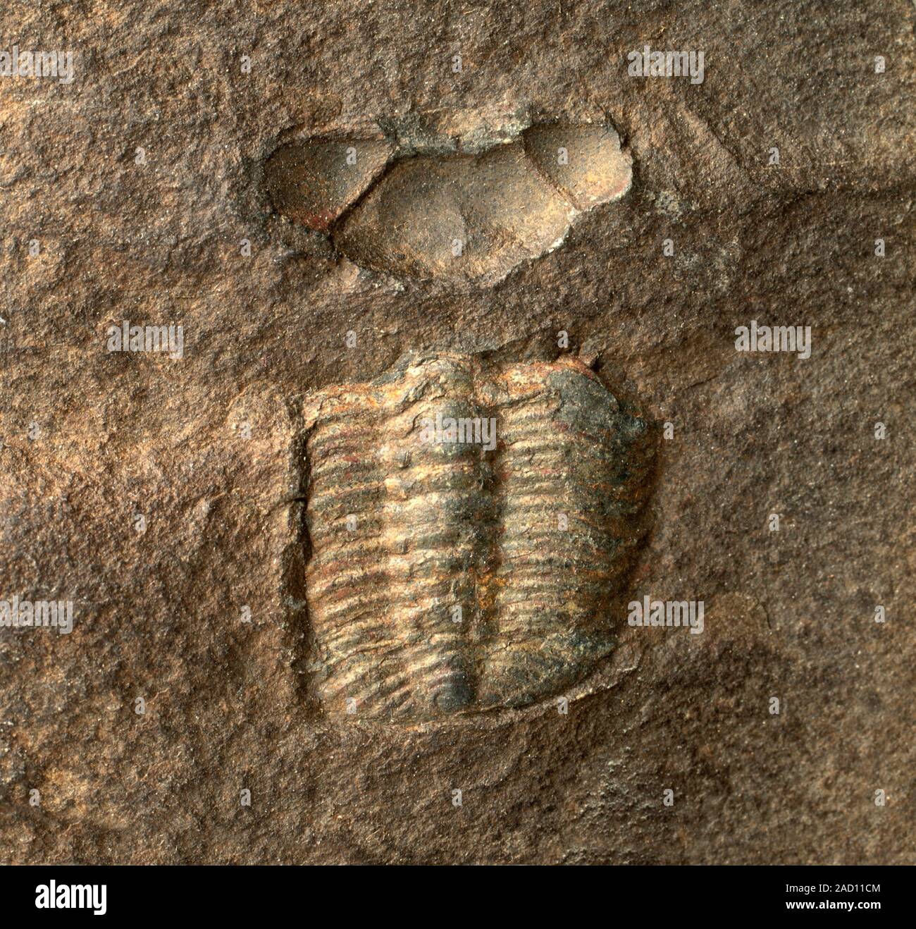Trimerocephalus trilobite fossilized in brown shale Stock Photo - Alamy