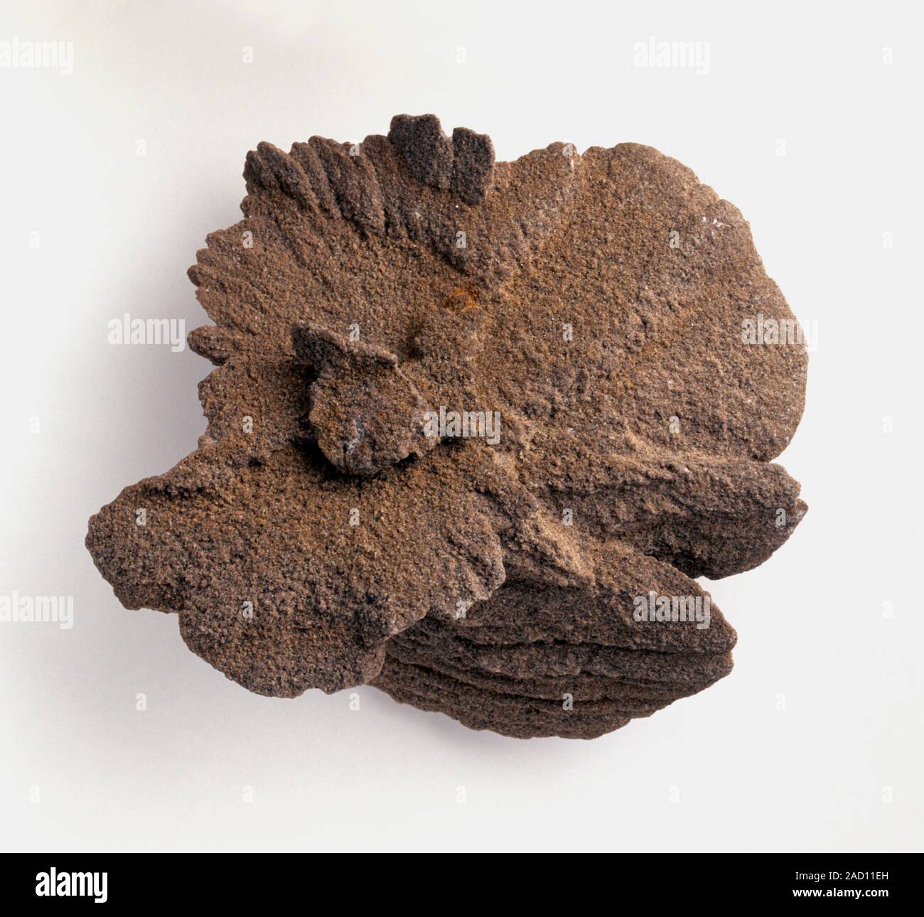 Rosette-shaped mass of gypsum, also known as 'desert rose Stock Photo ...