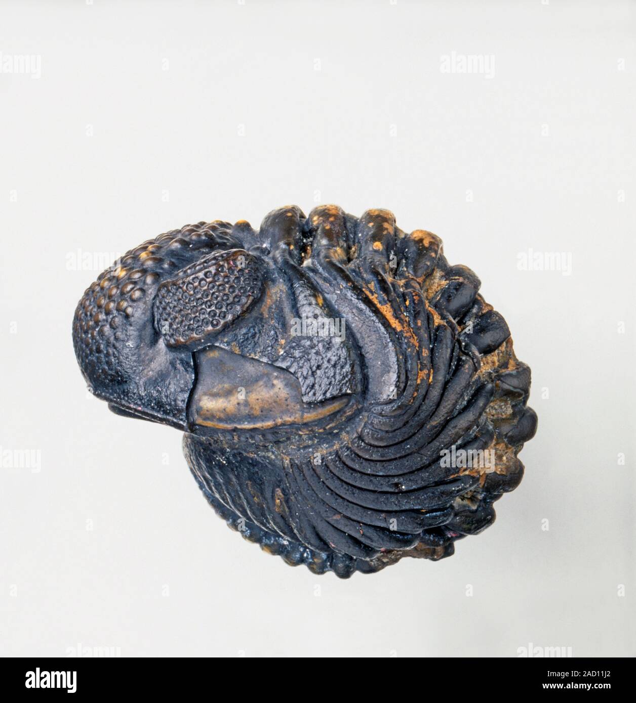 Enrolled Phacops trilobite (Phacopidae Stock Photo - Alamy