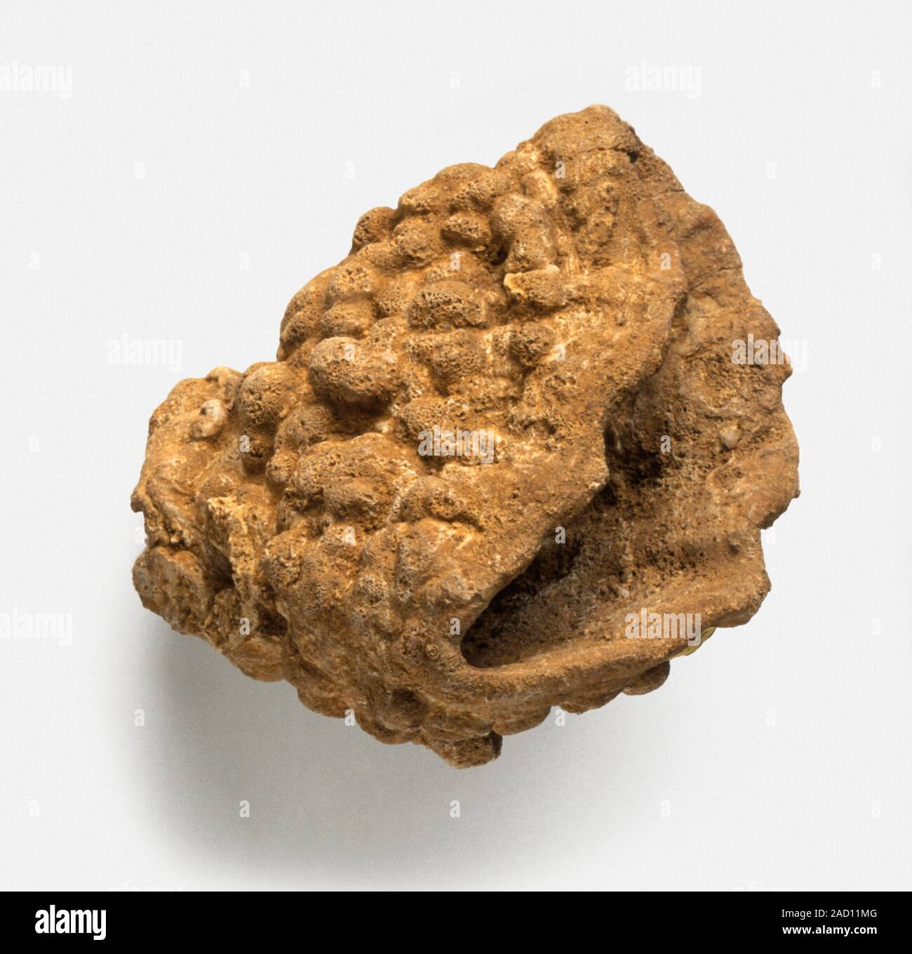 Raphidonema (Calcisponge), a type of invertebrate fossil, Triassic ...