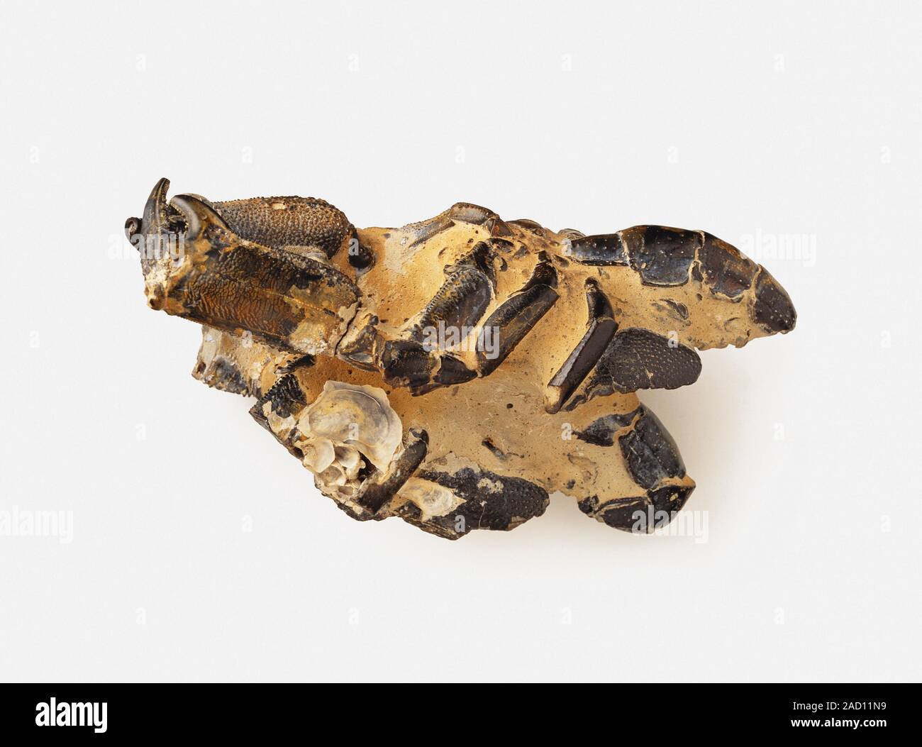 Mud Lobster (Thalassina anomala) fossil, ventral view Stock Photo - Alamy