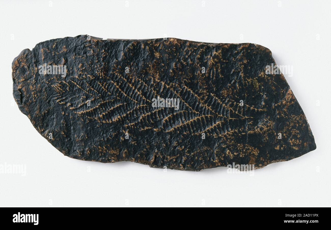 Charniodiscus (Sea pen) fossil, leaf-like impression on dark surface ...
