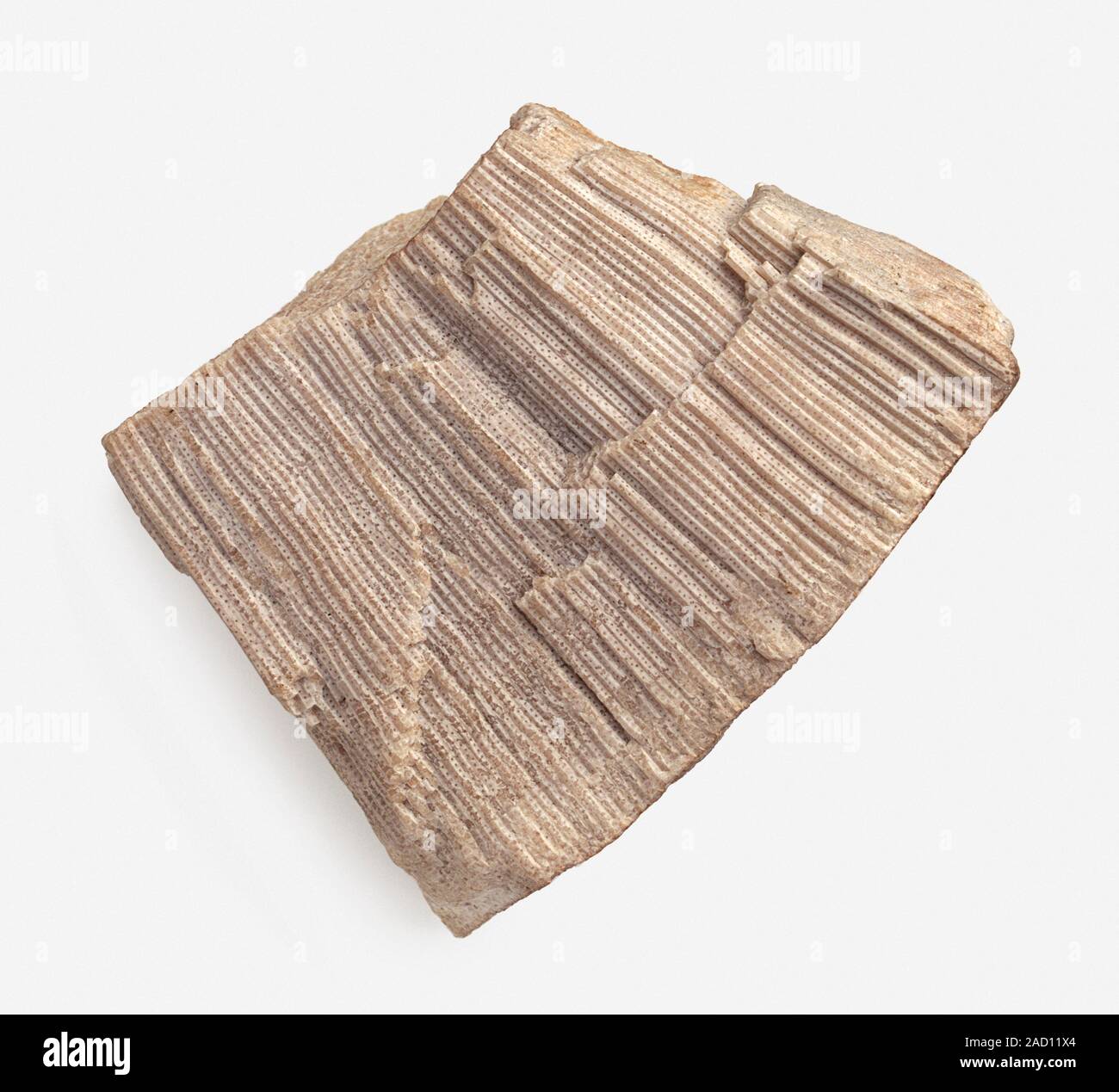 Coral limestone, formed from calcareous remains of fossil coral Stock ...