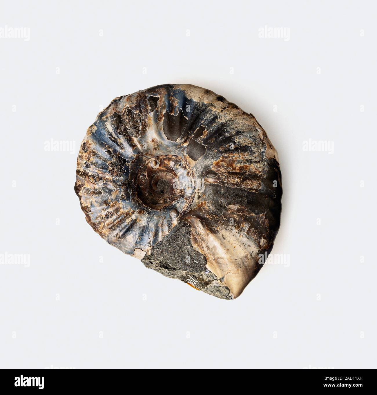 Pachydiscus (Ammonite) shell fossilised in limestone, Cretaceous era ...