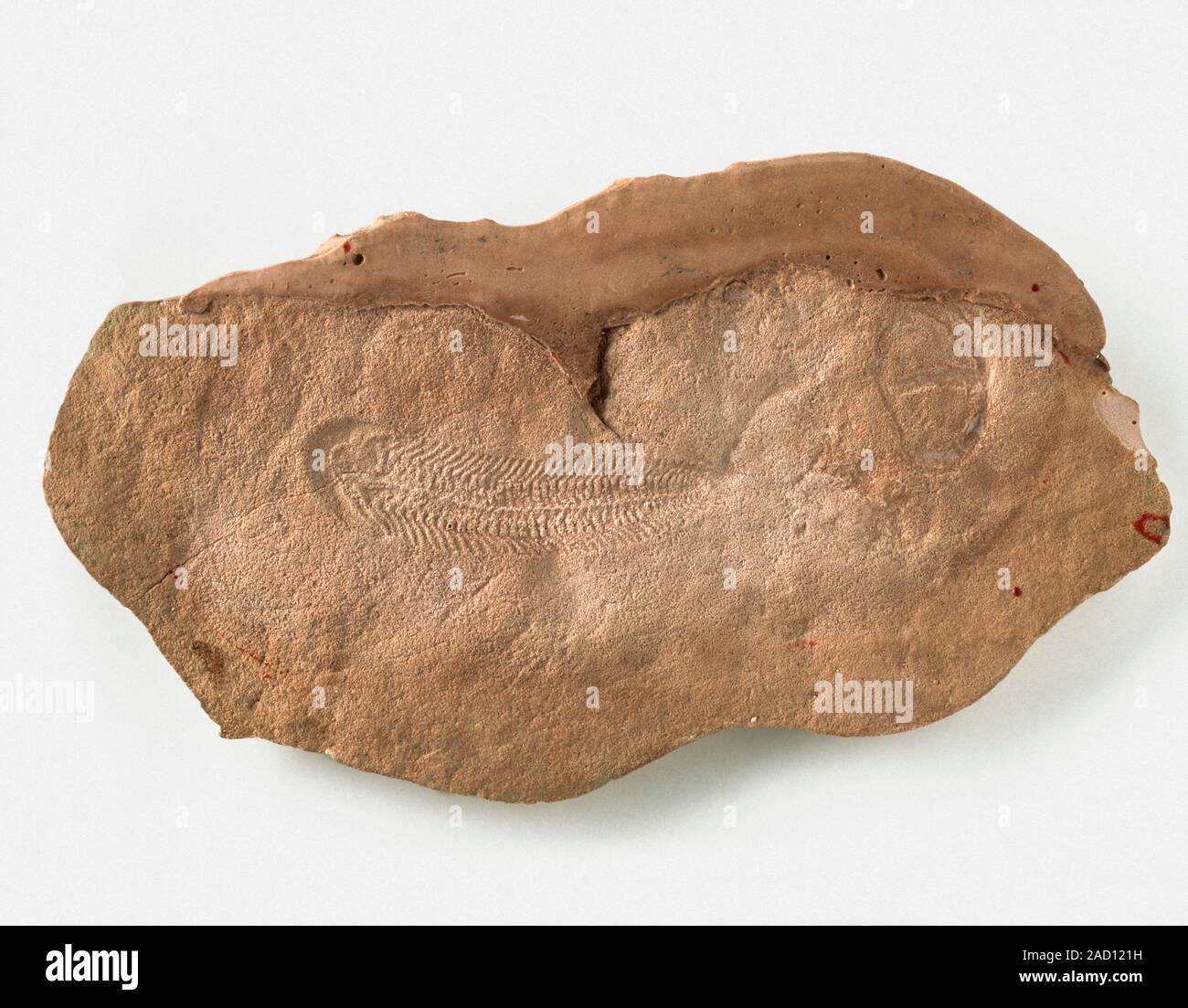 Spriggina fossil, leaf-like Impression on sandstone, late Precambrian ...